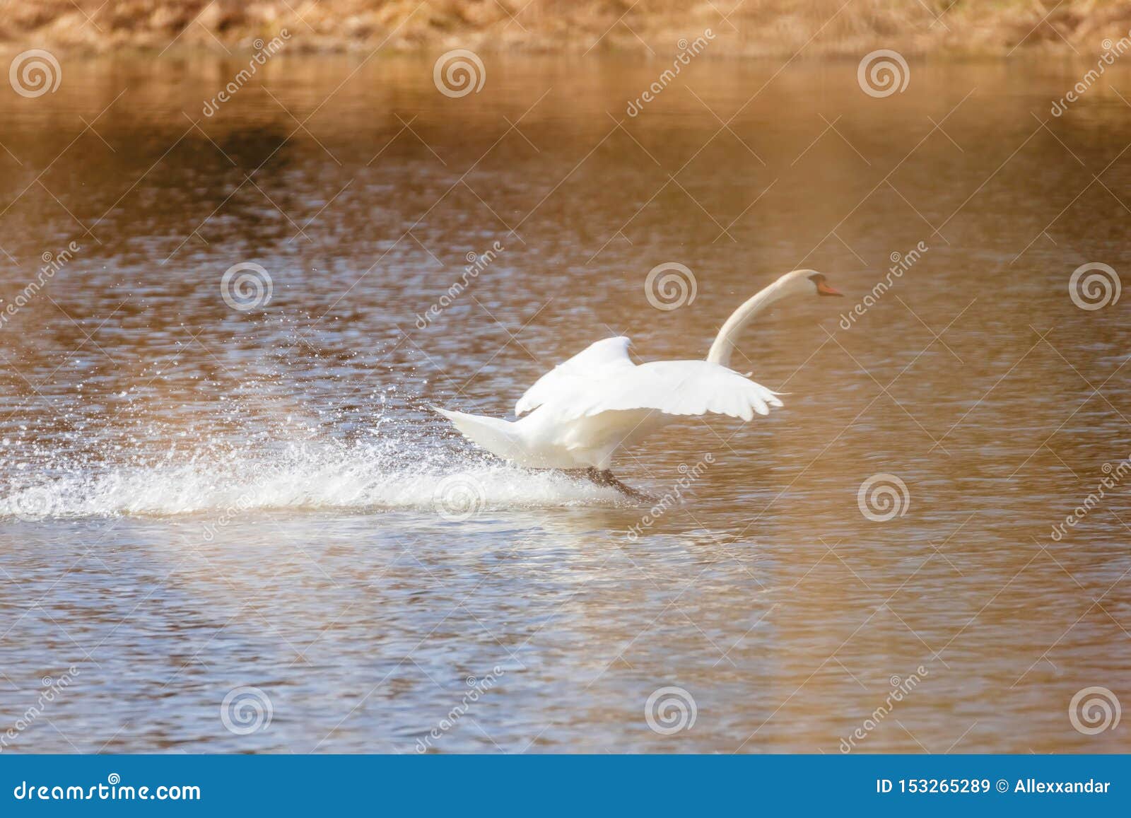 Swan landing on water stock image. Image of adult, wingspan - 153265289
