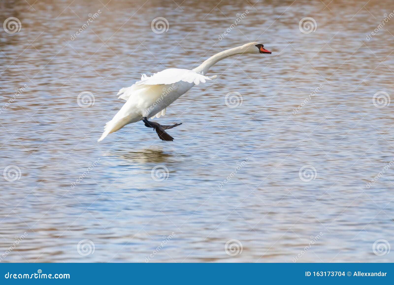 Swan landing on water stock photo. Image of landing - 163173704
