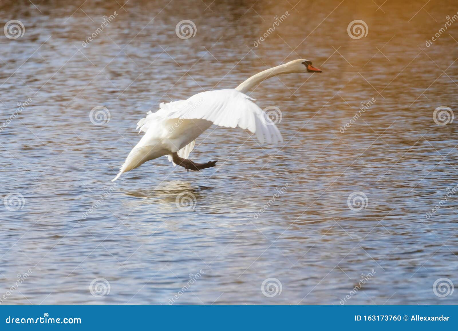Swan landing on water stock photo. Image of wilderness - 163173760