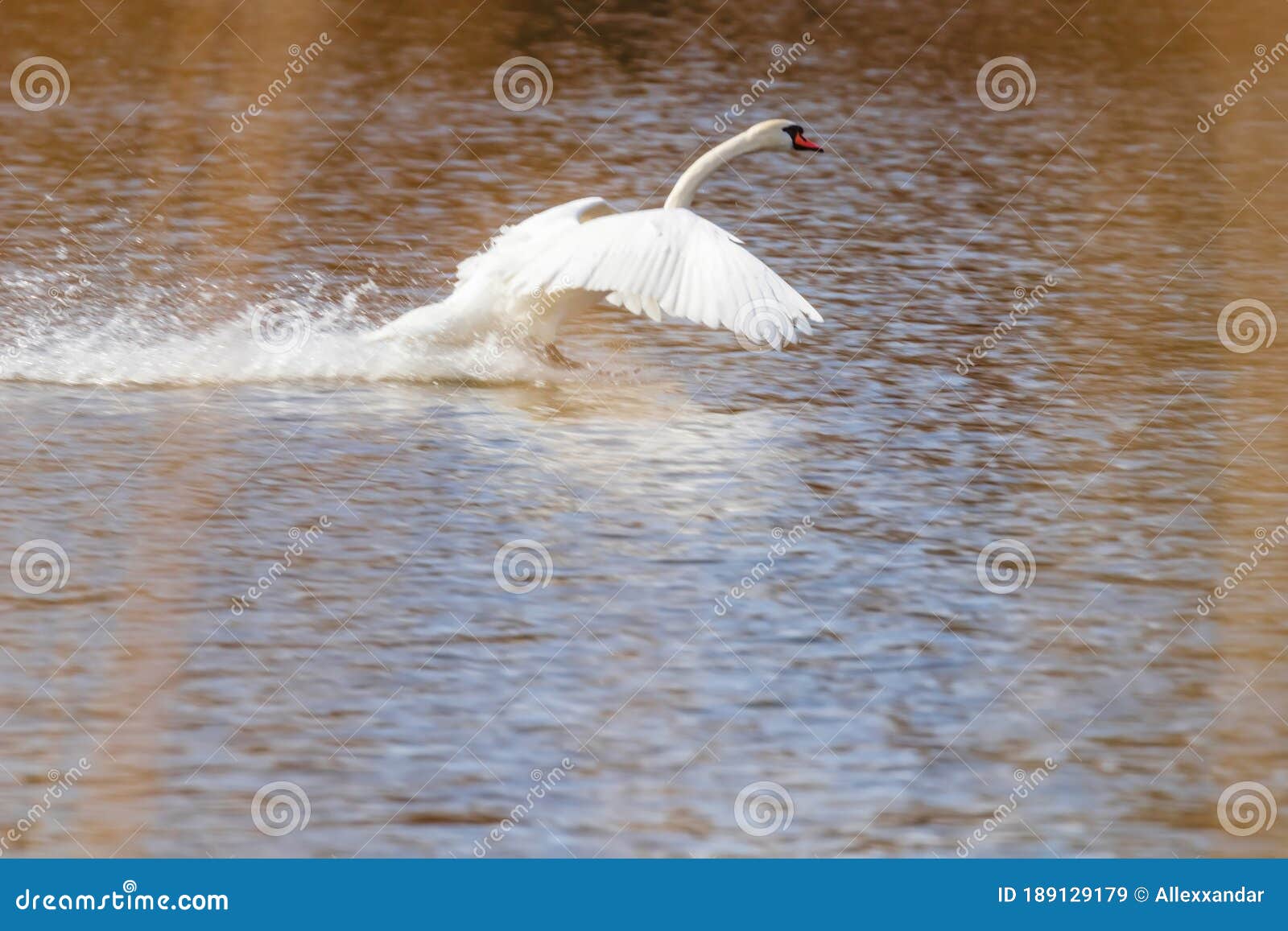 Swan landing on water stock image. Image of wilderness - 189129179