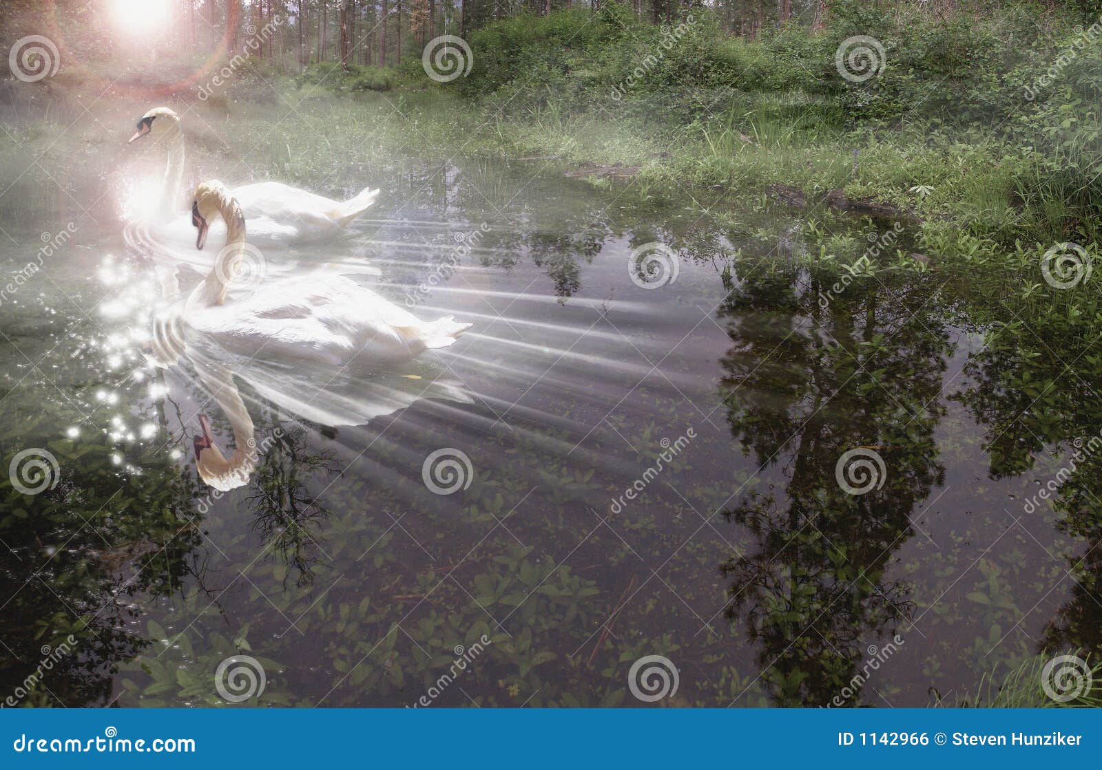 Swan Light stock photo. Image of water, forest, bird, swan - 1142966