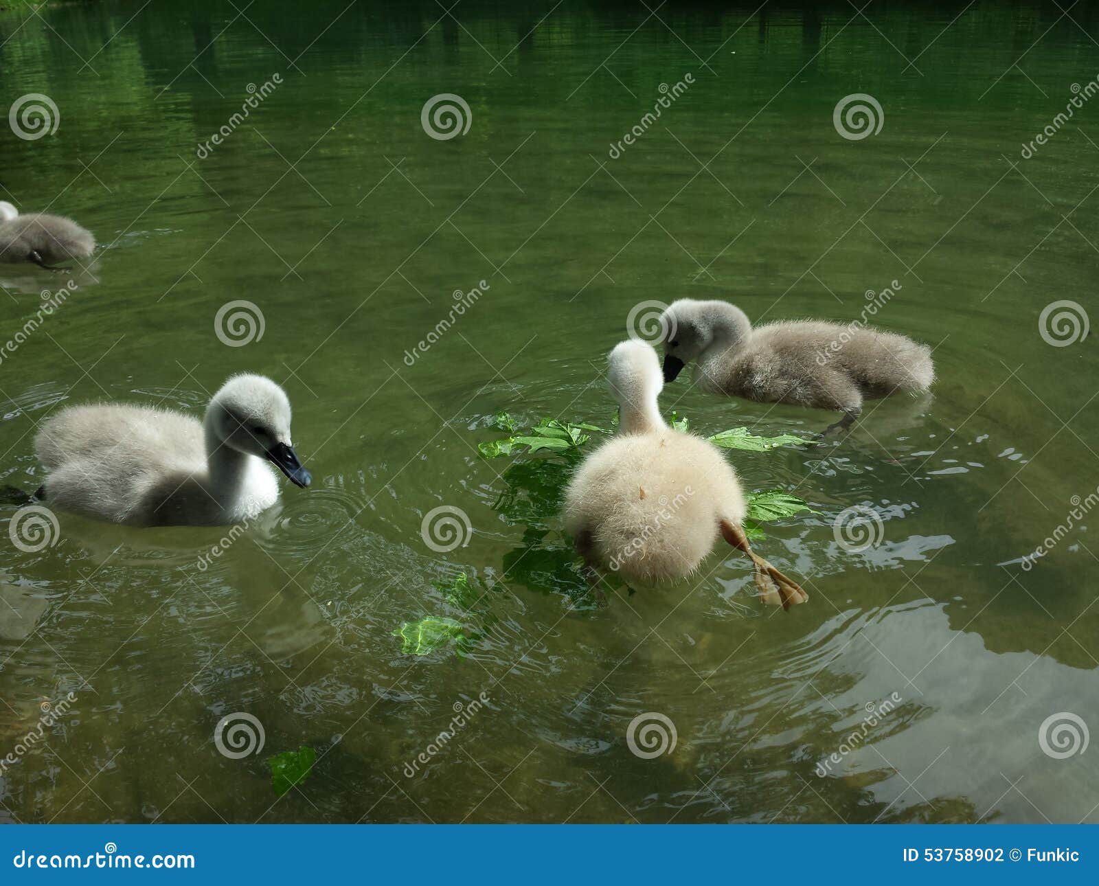 Swan stock photo. Image of vrelobosne, little, swan, water - 53758902
