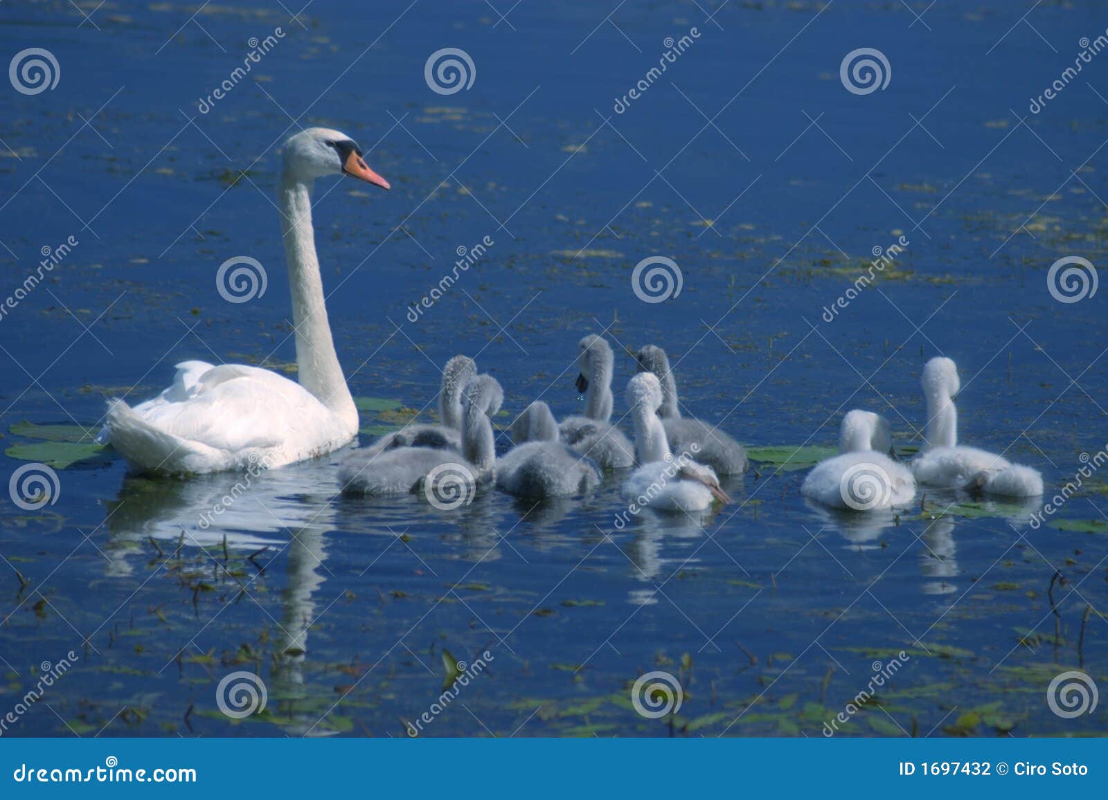 Swan with little swans stock photo. Image of growing, swans - 1697432