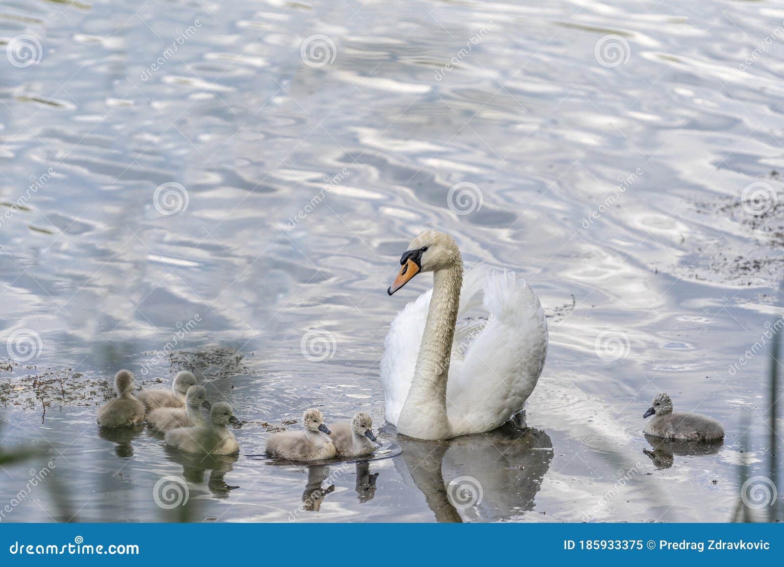 A swan with little swans stock image. Image of ecosystem - 185933375