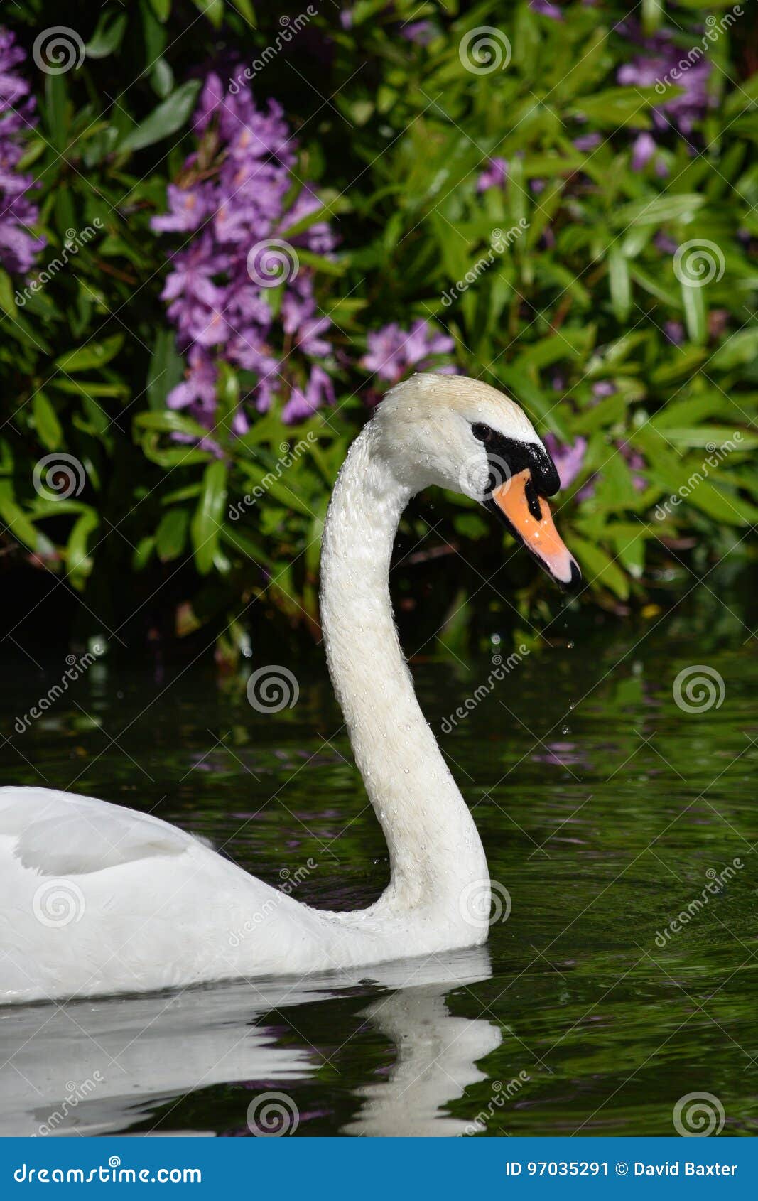 Swan on a loch stock image. Image of loch, swan, nature - 97035291