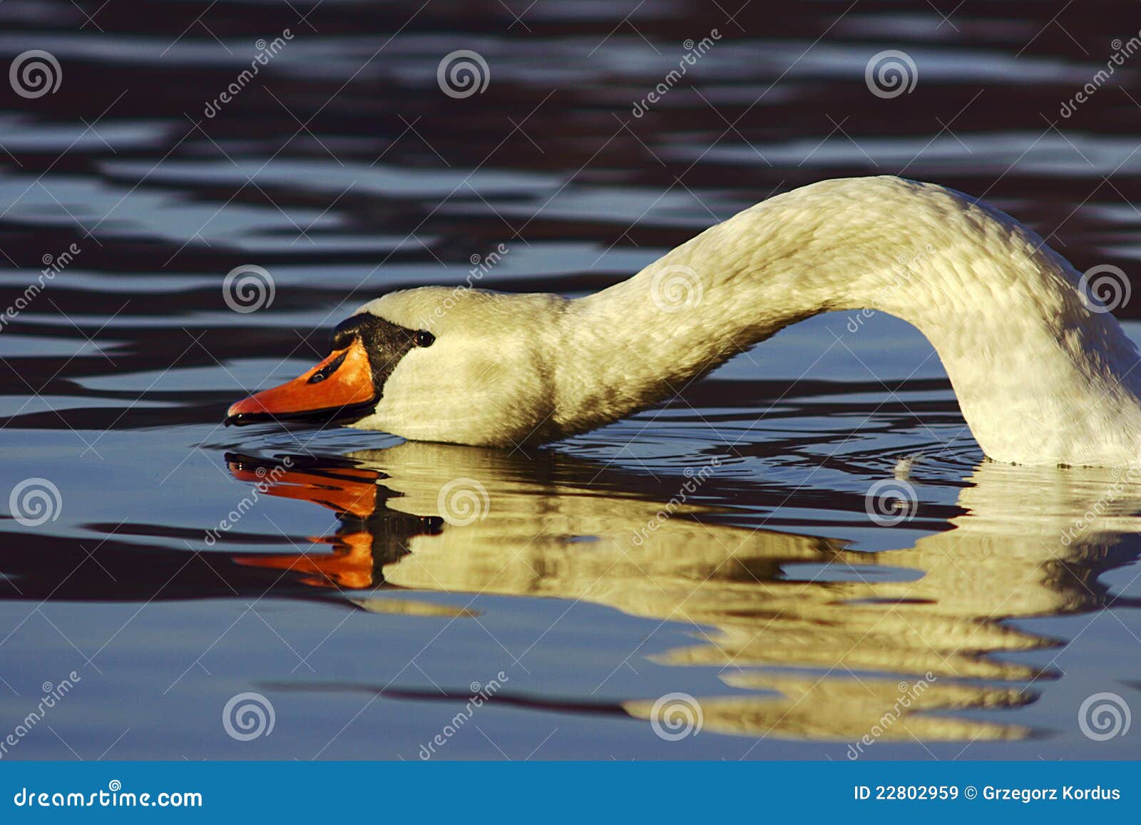 Swan with long neck stock image. Image of water, nature - 22802959
