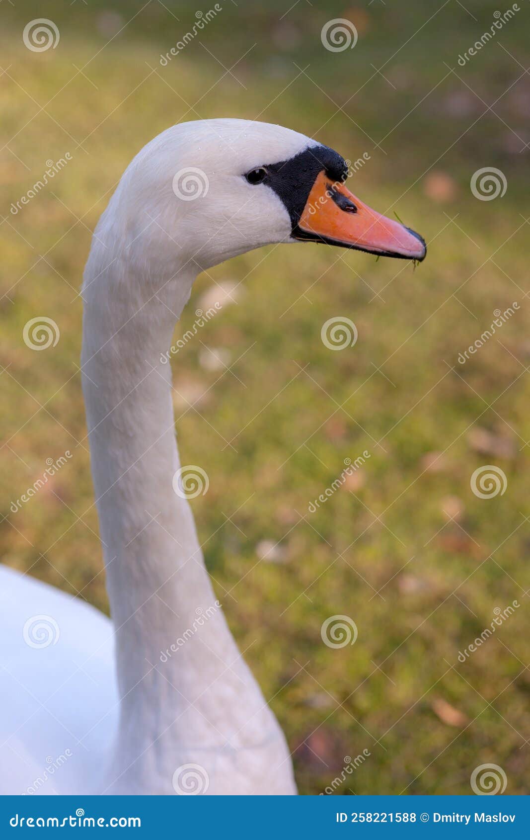 Swan with a long neck stock photo. Image of foreground - 258221588