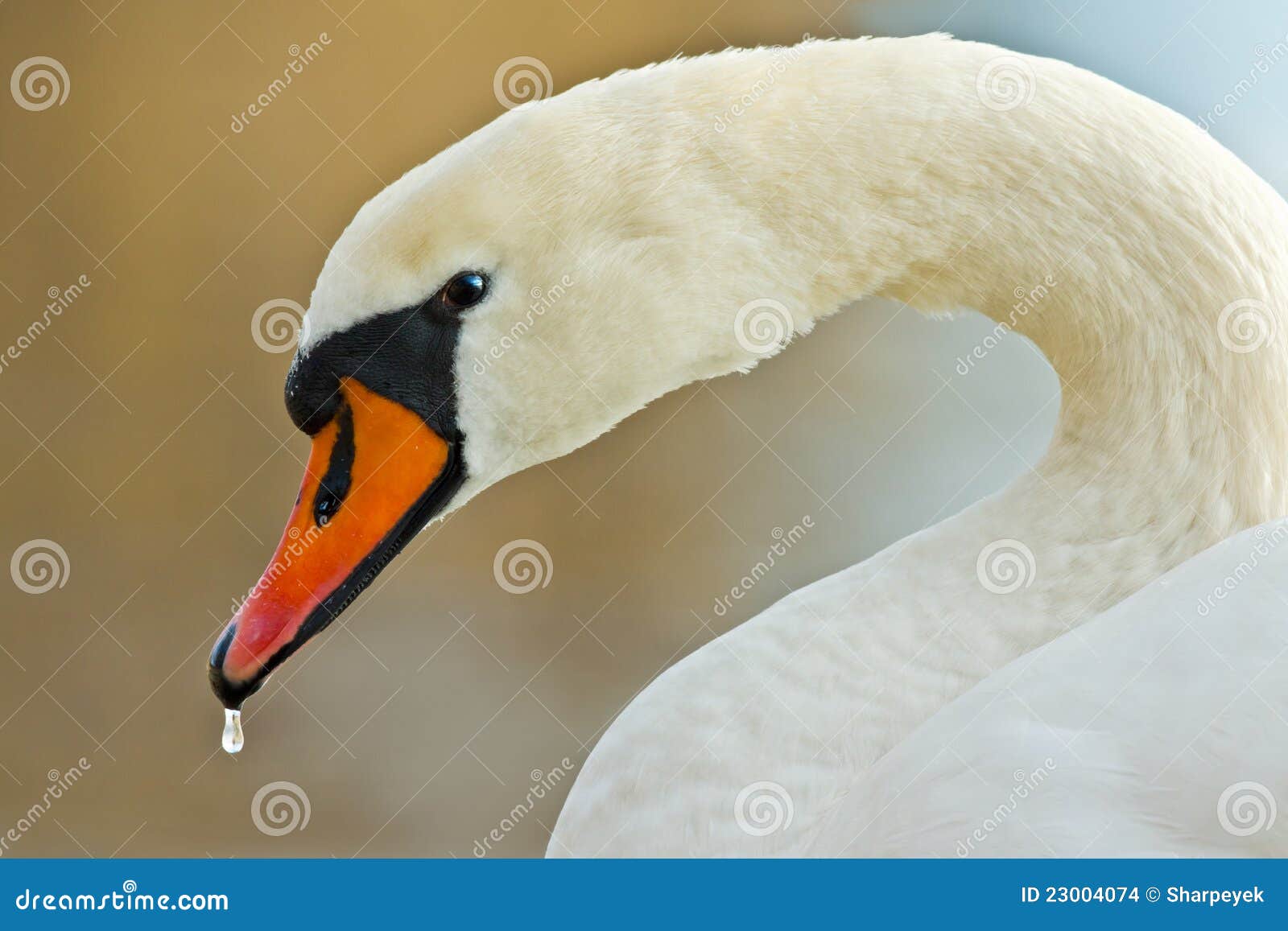 Swan look stock photo. Image of bird, lake, love, beautiful - 23004074