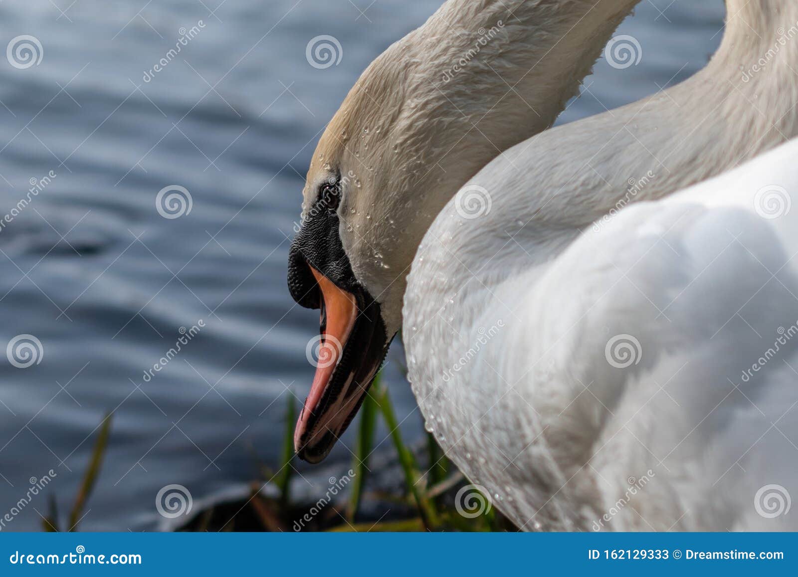 Swan looking back stock image. Image of looking, neck - 162129333