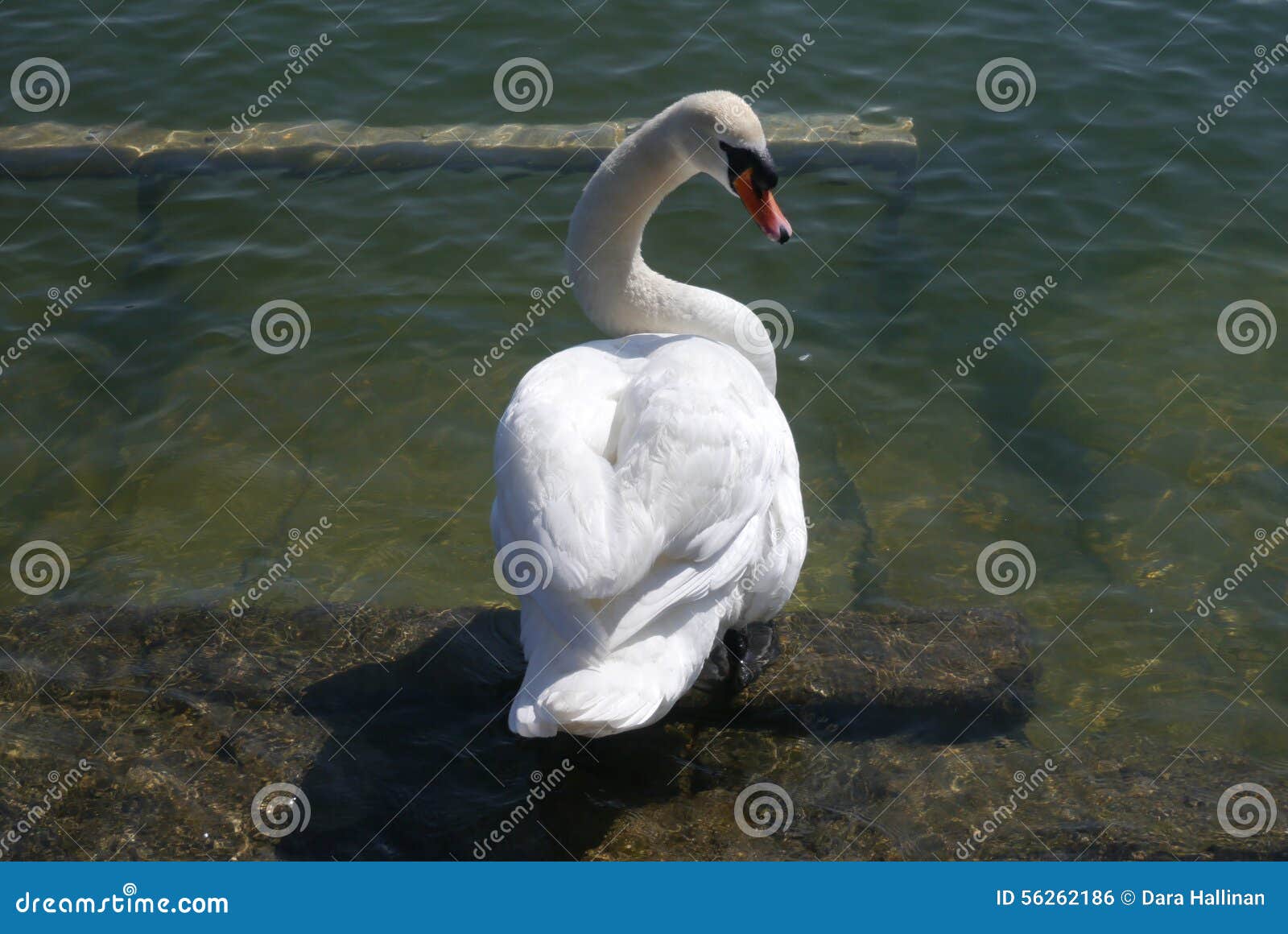 Swan looking back stock photo. Image of bodensee, shoulder - 56262186
