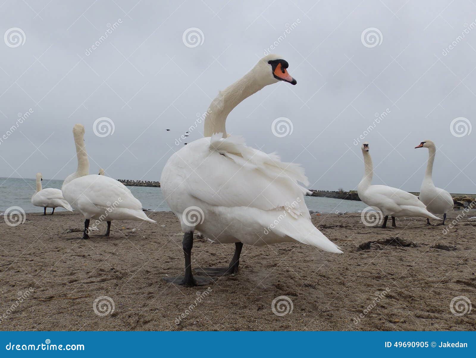 Swan looking back stock image. Image of wild, feathers - 49690905