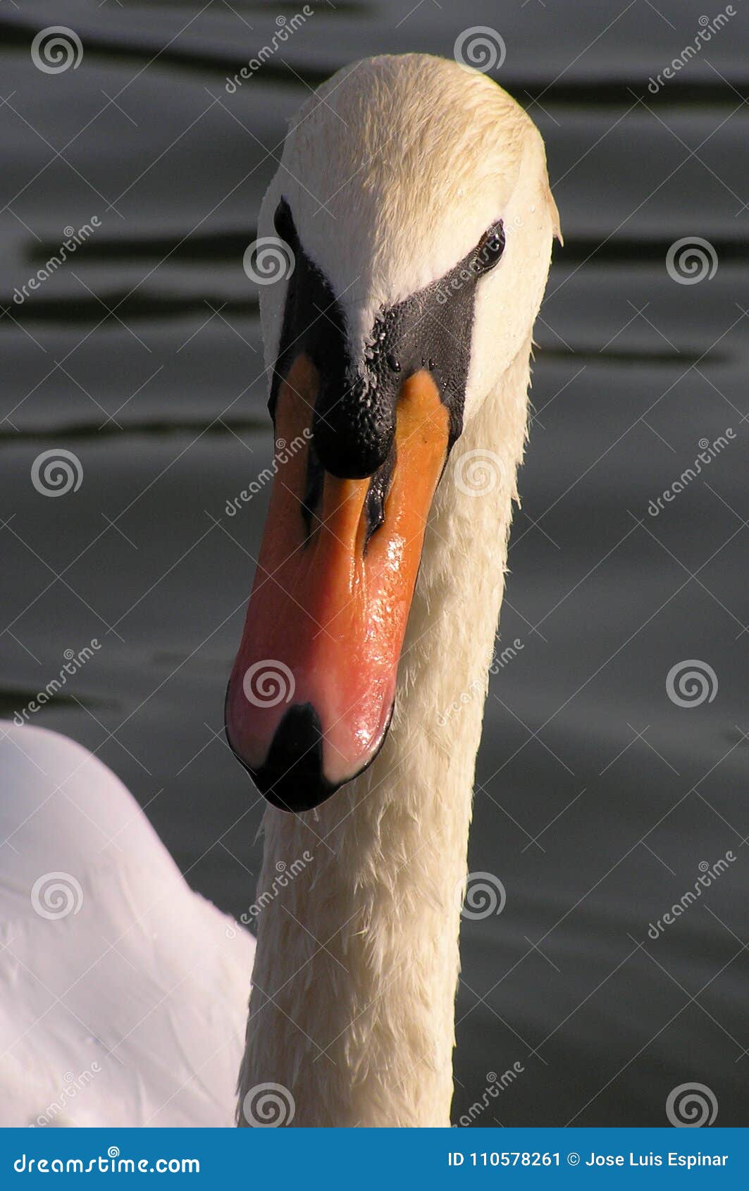 Swan looking at camera stock image. Image of staring - 110578261
