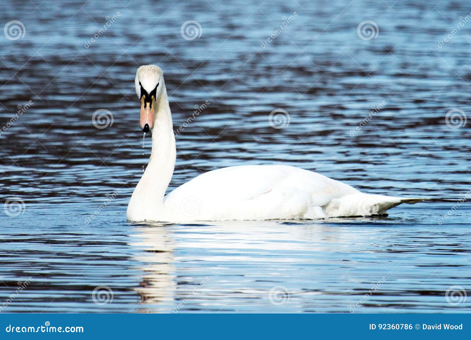 Swan looking at the camera stock photo. Image of water - 92360786