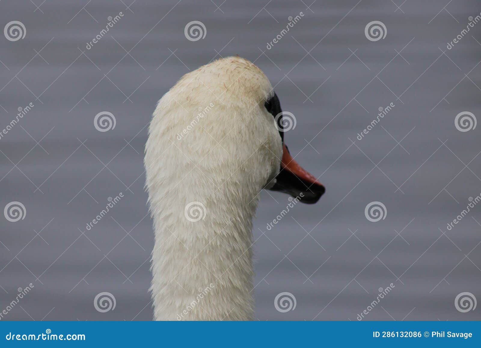 Swan Looking Out on the Water Stock Photo - Image of lakes, detail ...