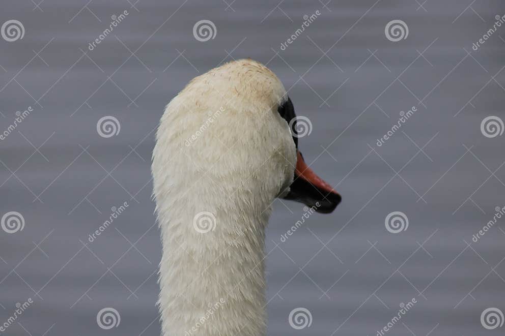 Swan Looking Out on the Water Stock Photo - Image of lakes, detail ...