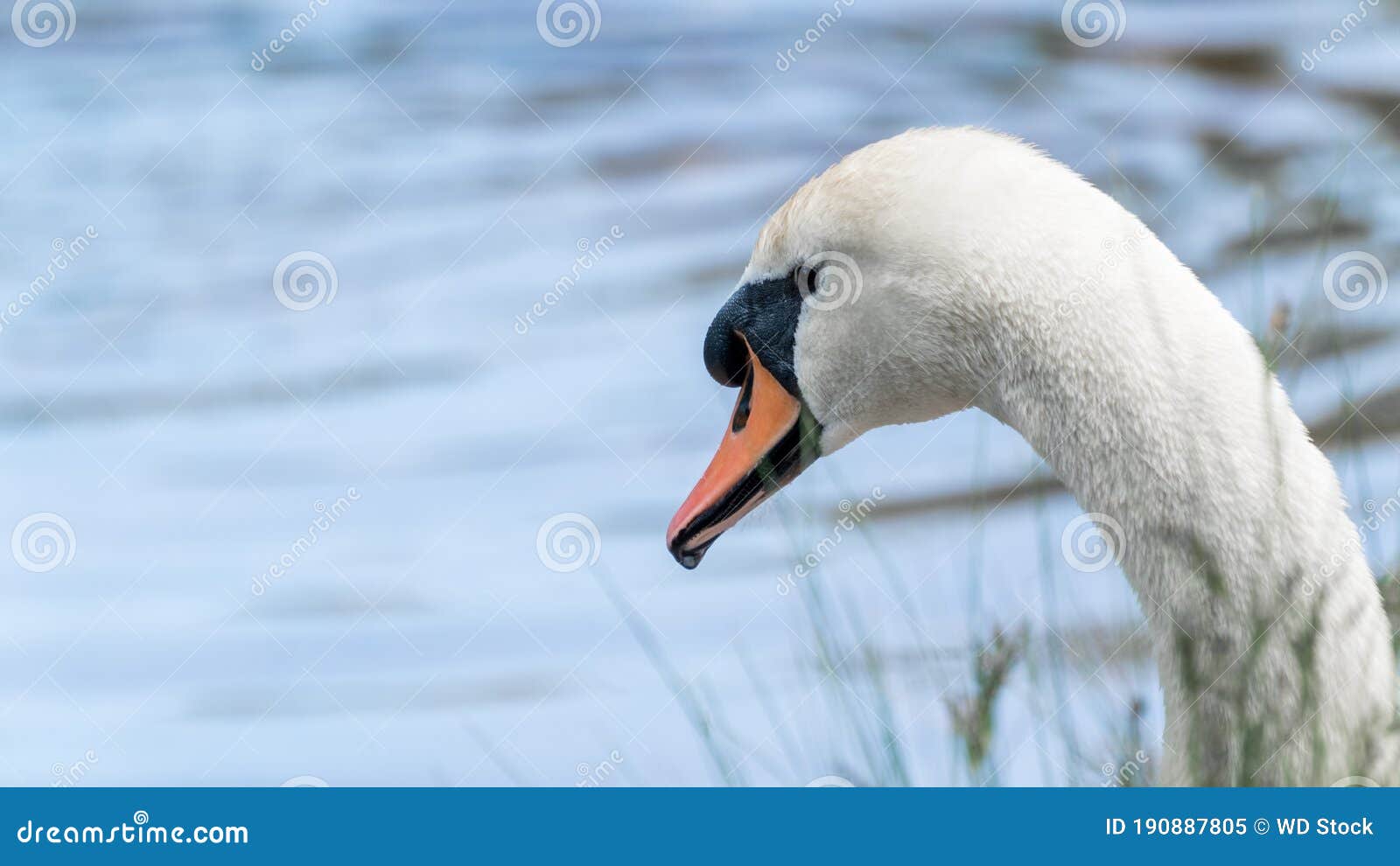 Swan Looking at the Water on a Lake Stock Image - Image of beak, nature ...