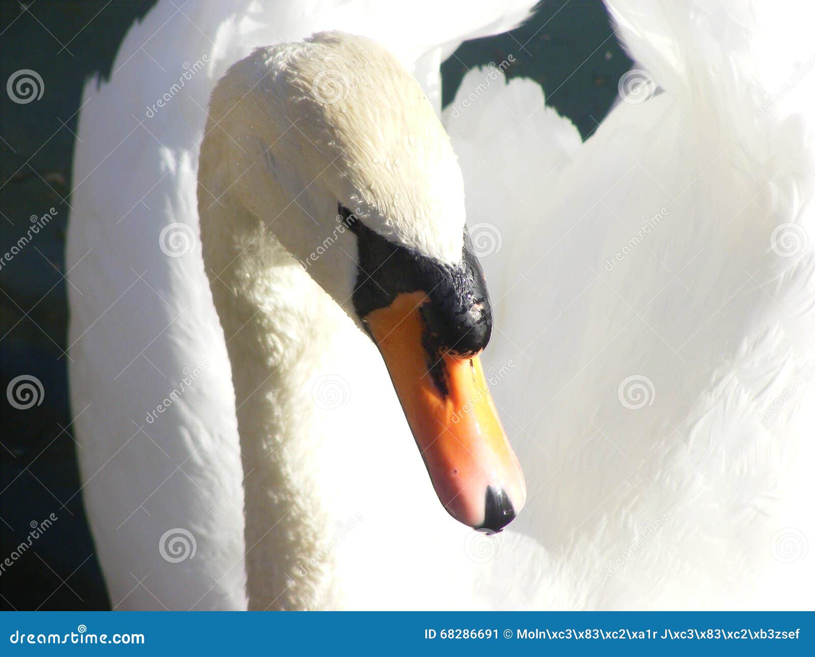 Swan is looking for stock image. Image of white, swan - 68286691
