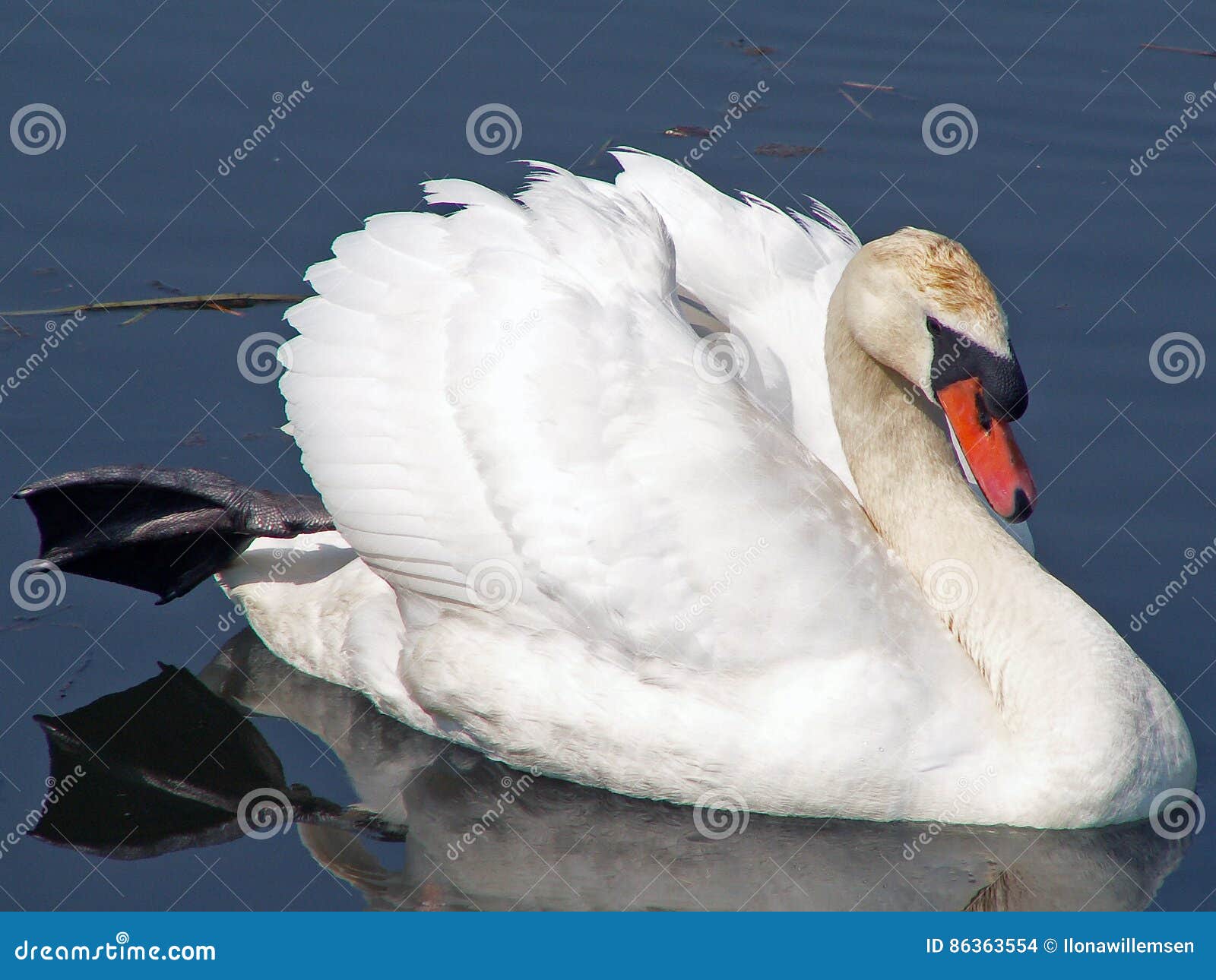 Swan looking at you stock photo. Image of close, female - 86363554