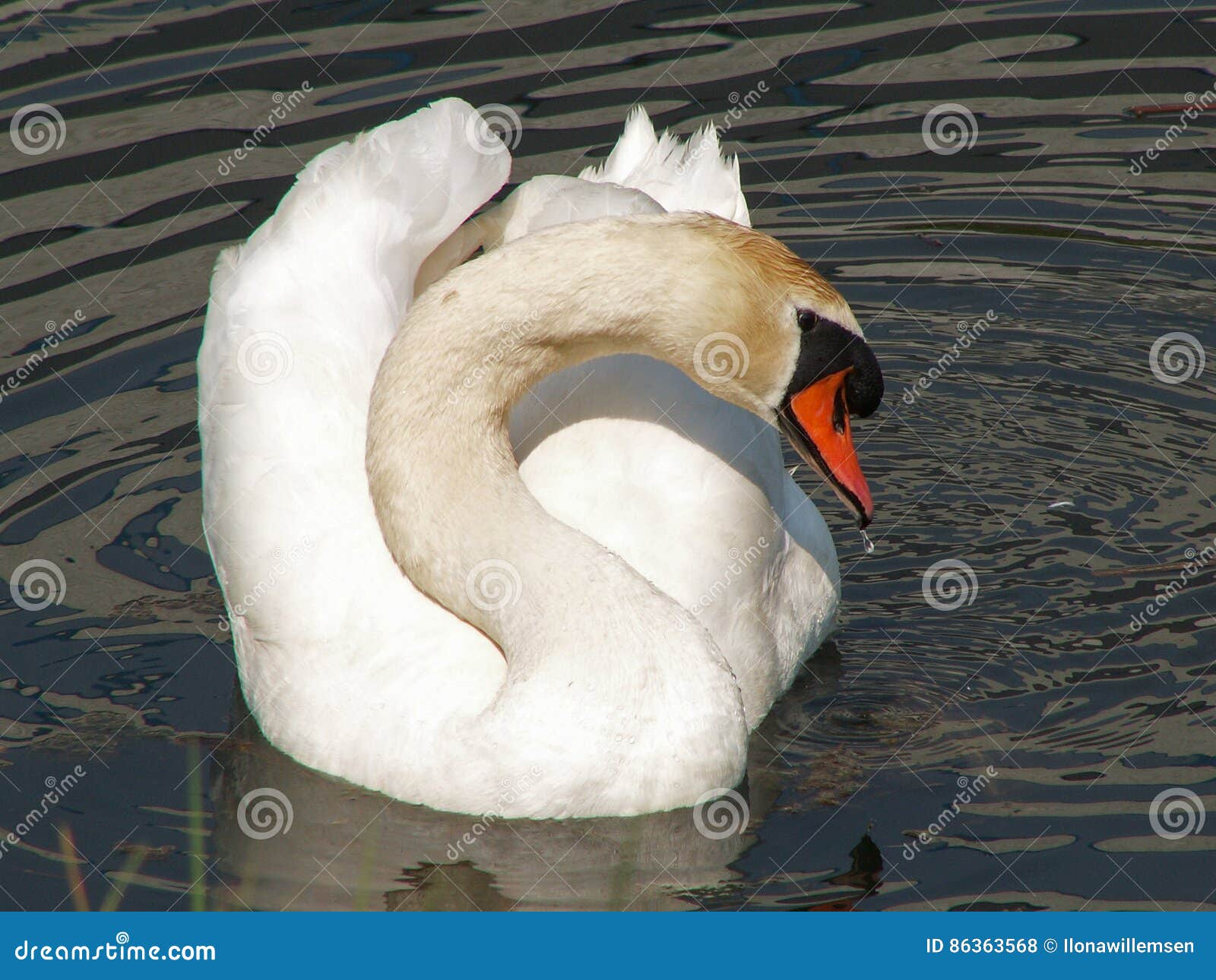 A swan looking at you stock photo. Image of feathers - 86363568