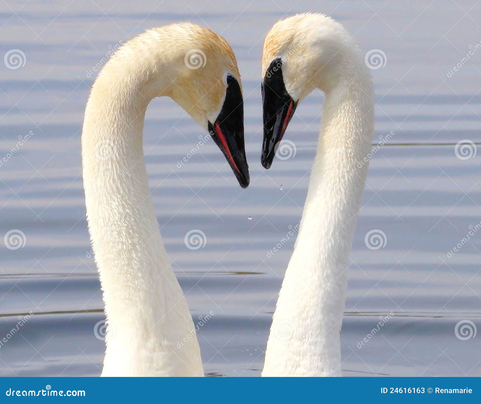 Swan Love stock image. Image of mate, look, looking, courting - 24616163