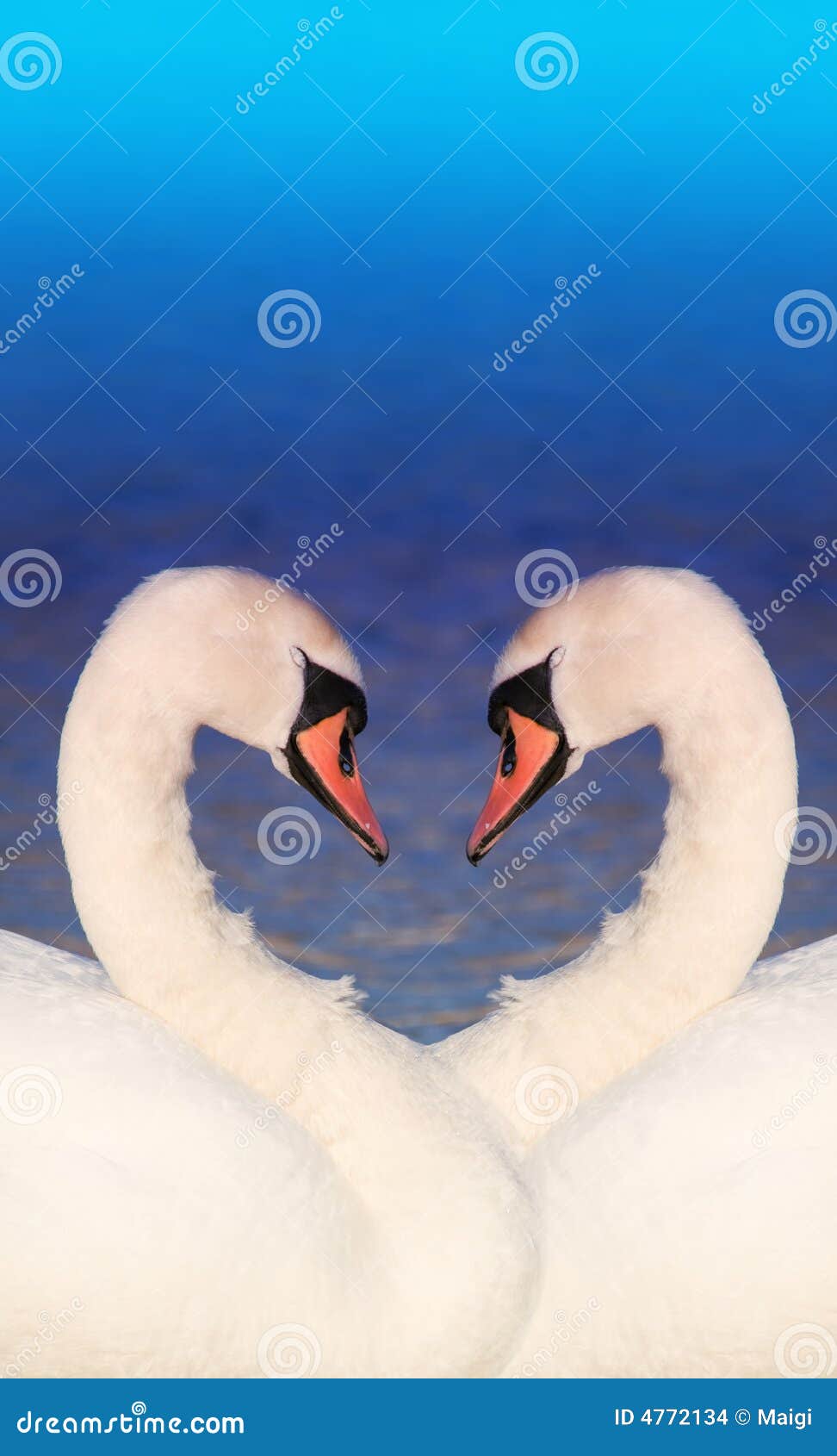 Swan love stock photo. Image of feelings, emotion, faces - 4772134
