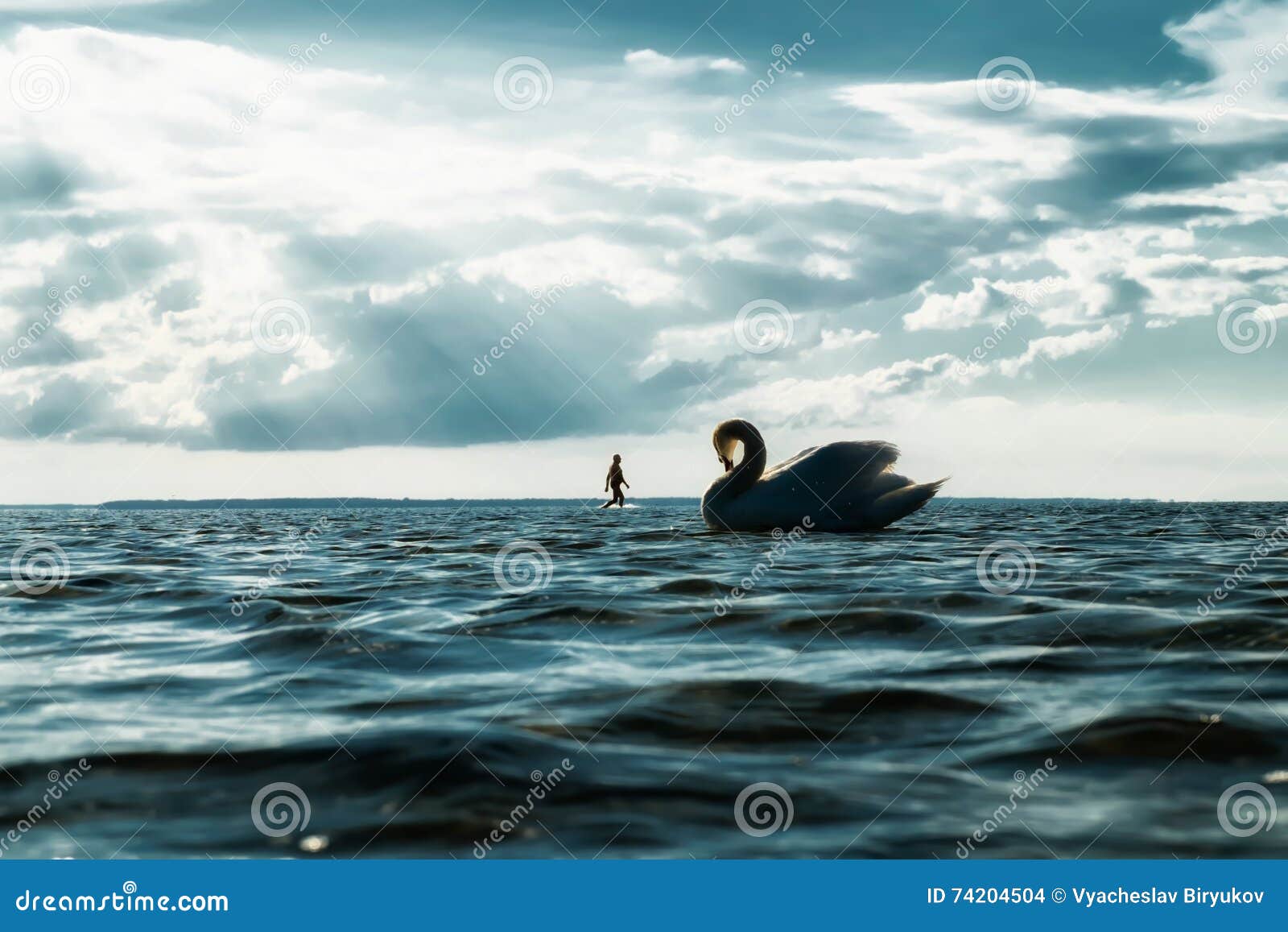 Swan and man stock photo. Image of graceful, bright, landscape - 74204504