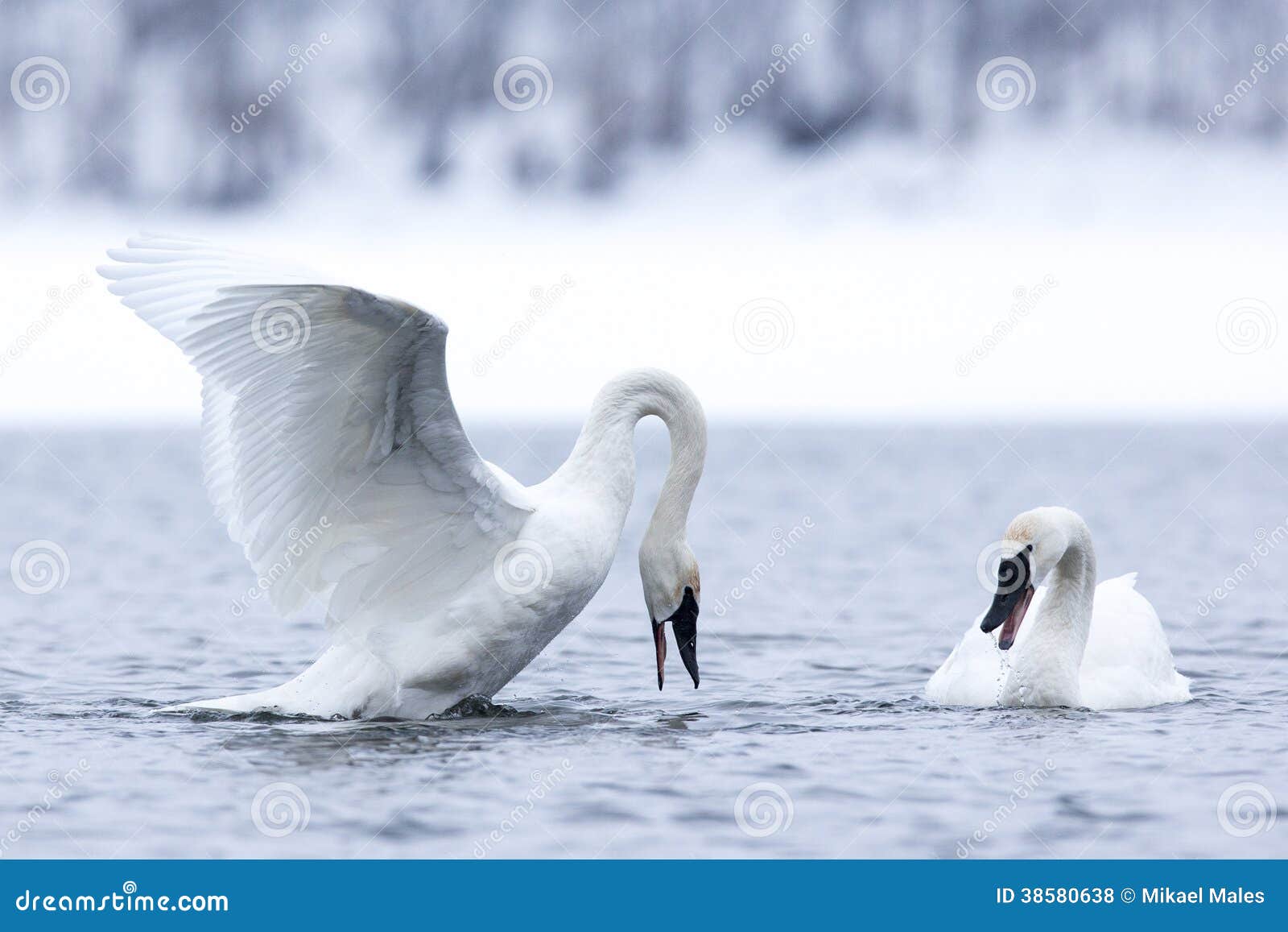 Swan mating dance stock photo. Image of minnasota, snowbank - 38580638