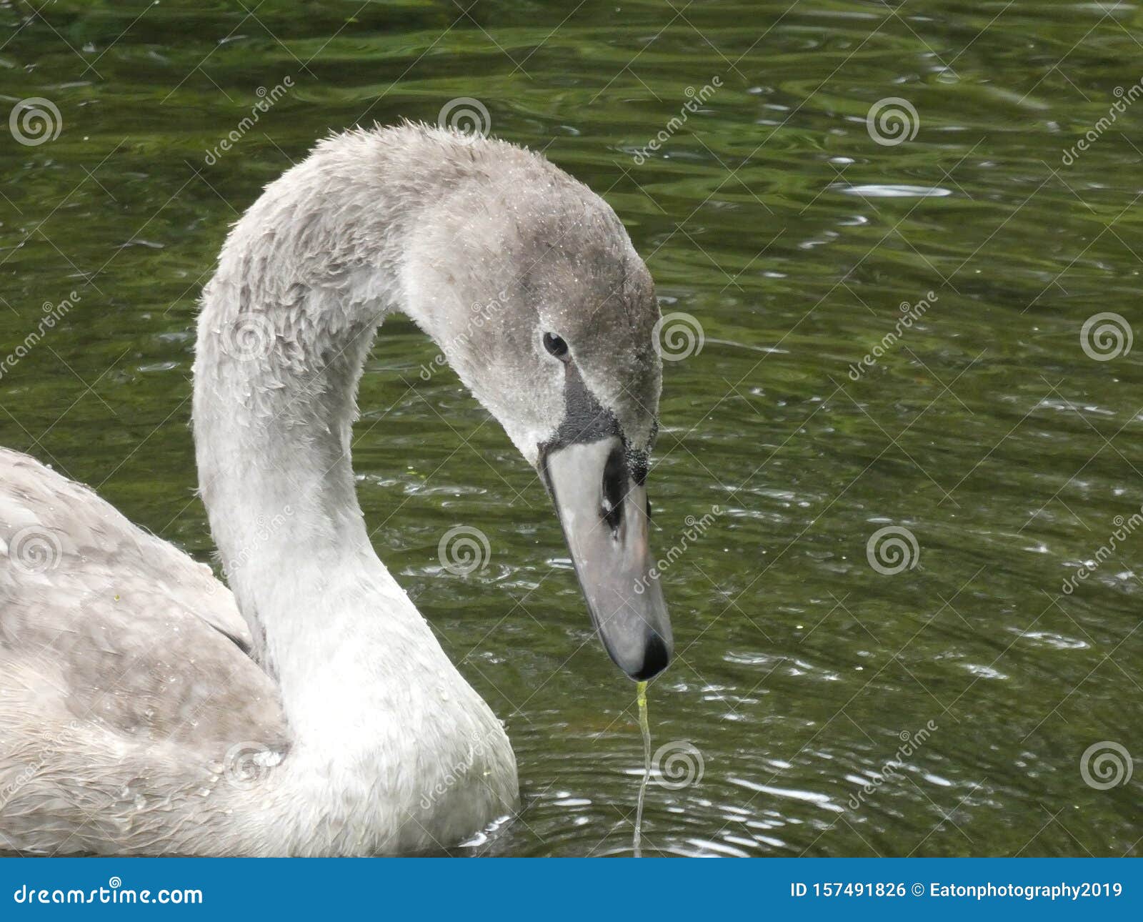 Swan mirando al mundo foto de archivo. Imagen de mirando - 157491826