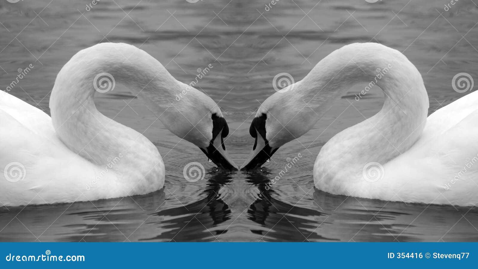 Swan mirror stock photo. Image of ripples, animals, mute - 354416