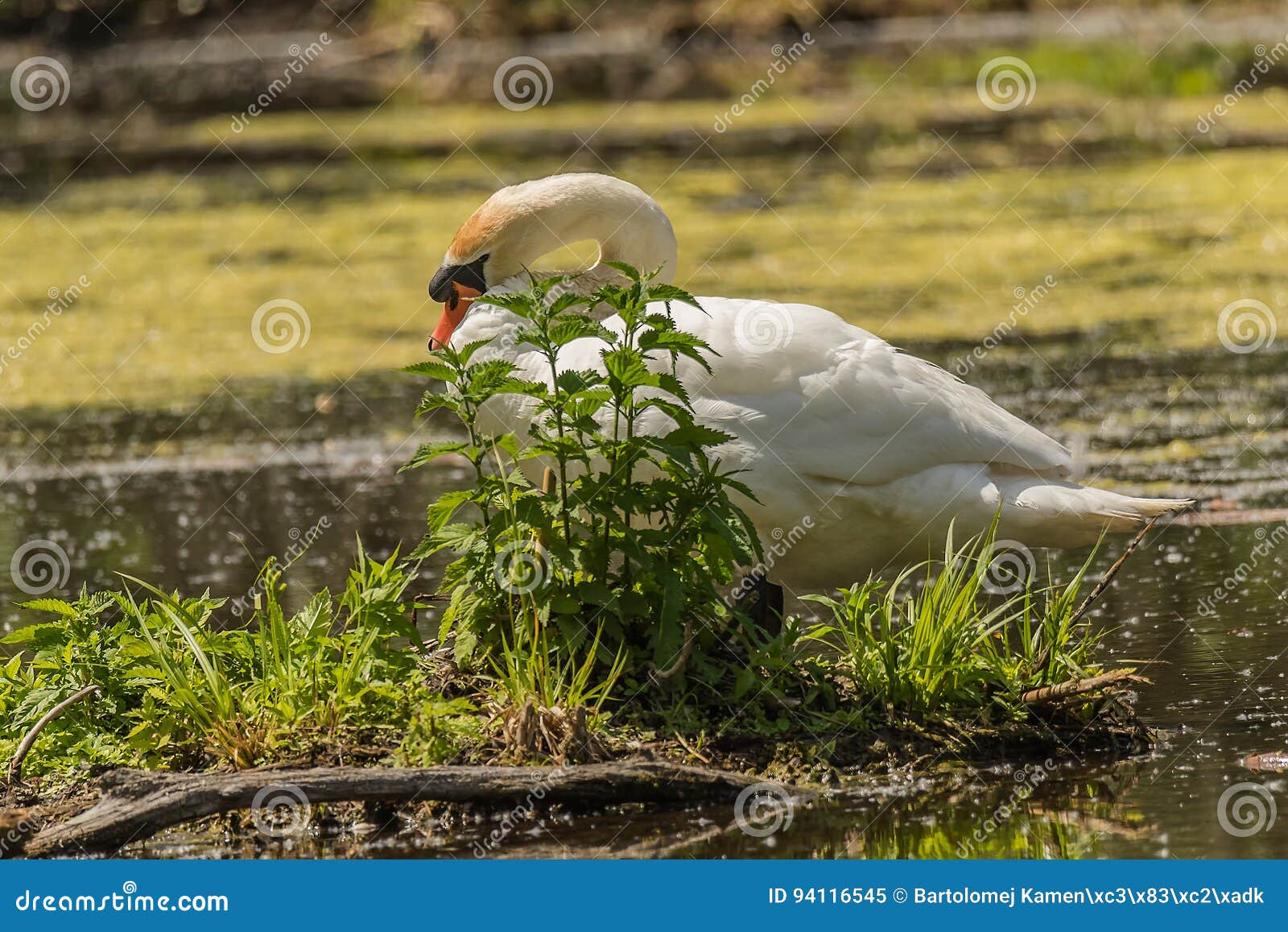 Swan Mom is Taking Care on Its Young Swans Stock Image - Image of ...