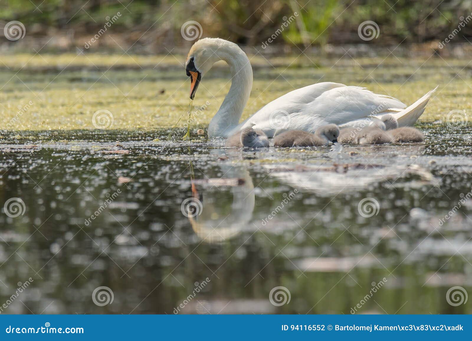 Swan Mom is Taking Care on Its Young Swans Stock Photo - Image of ...