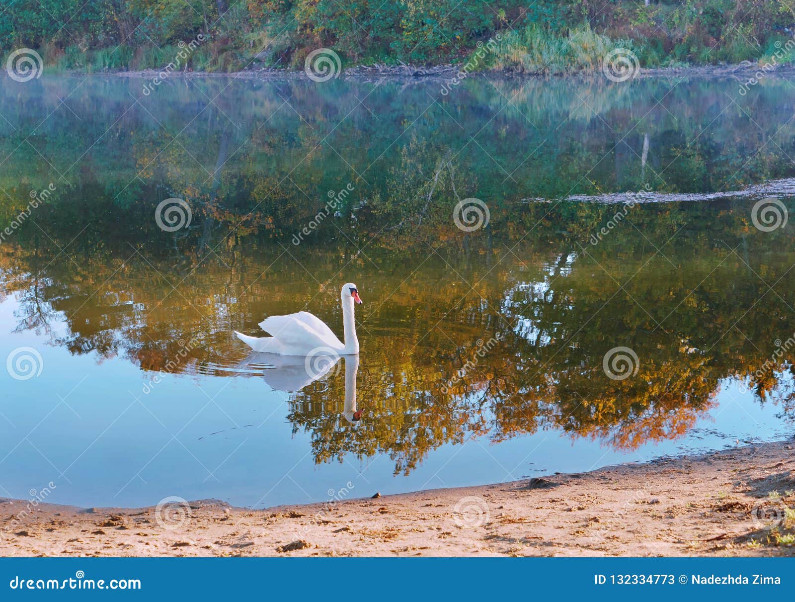 Swan and Morning Fog, Swan in the Morning on the Lake Stock Image ...