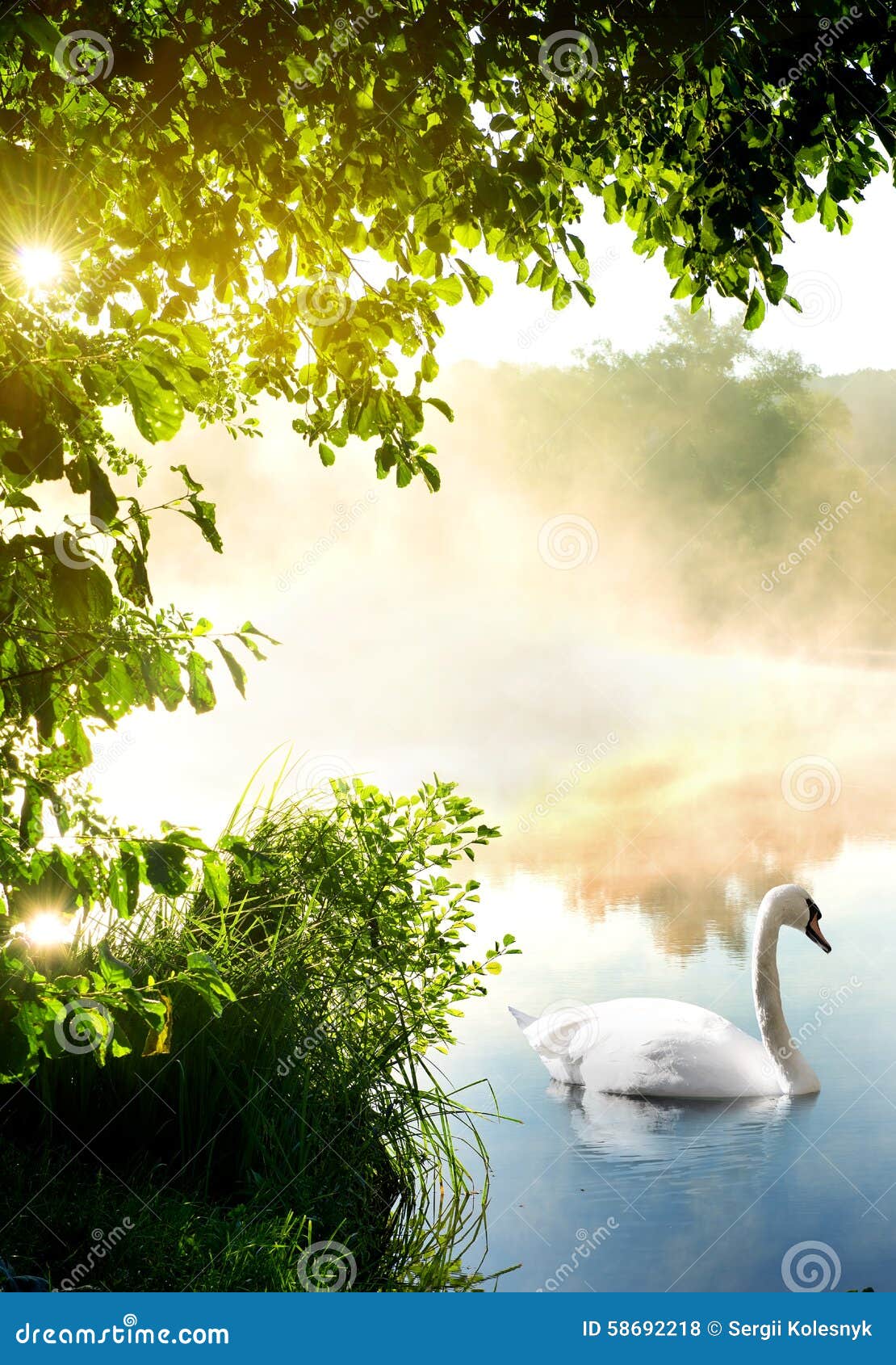 Swan in the morning stock photo. Image of bush, morning - 58692218
