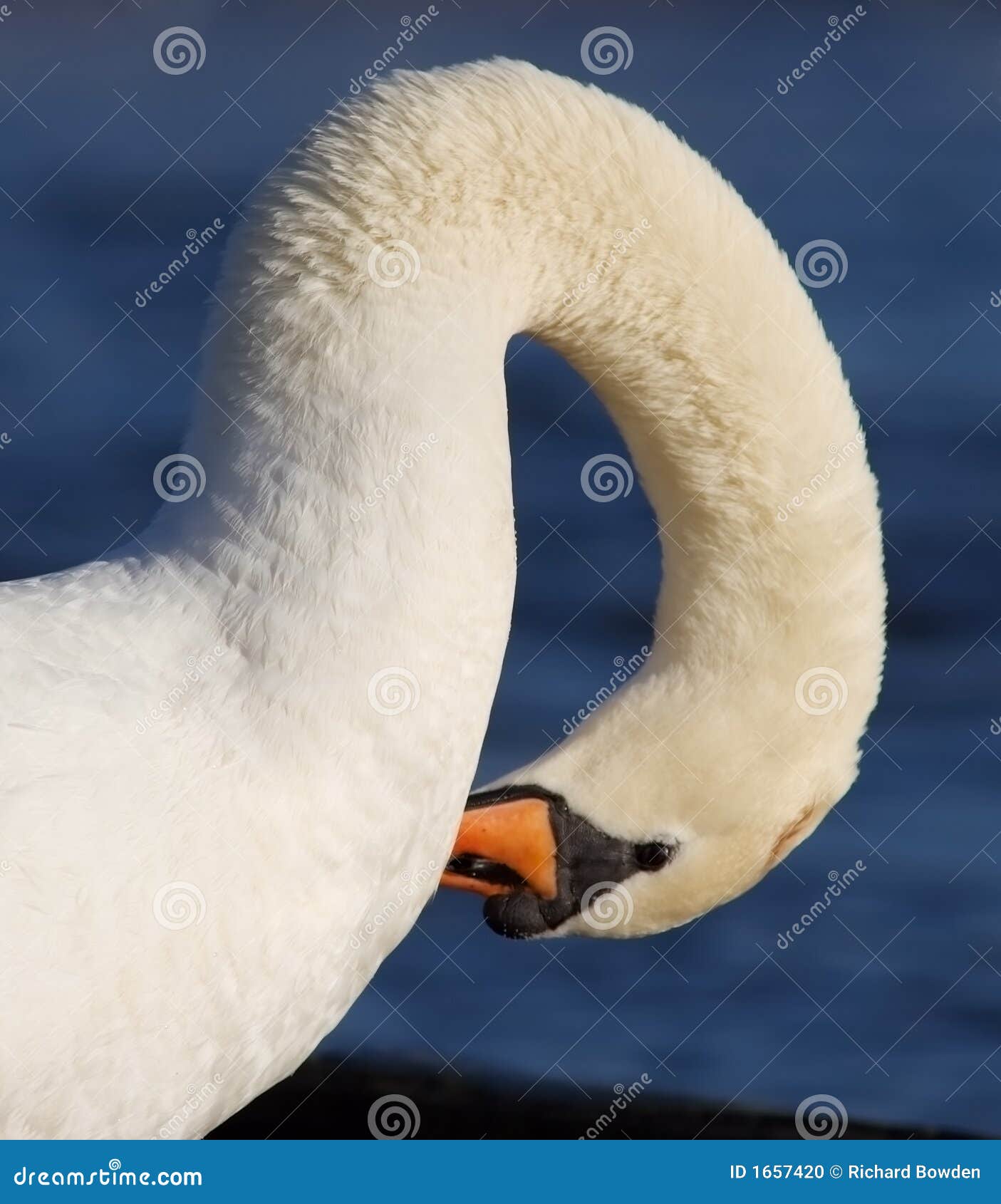 Swan neck stock photo. Image of closeup, bird, neck, feathers - 1657420