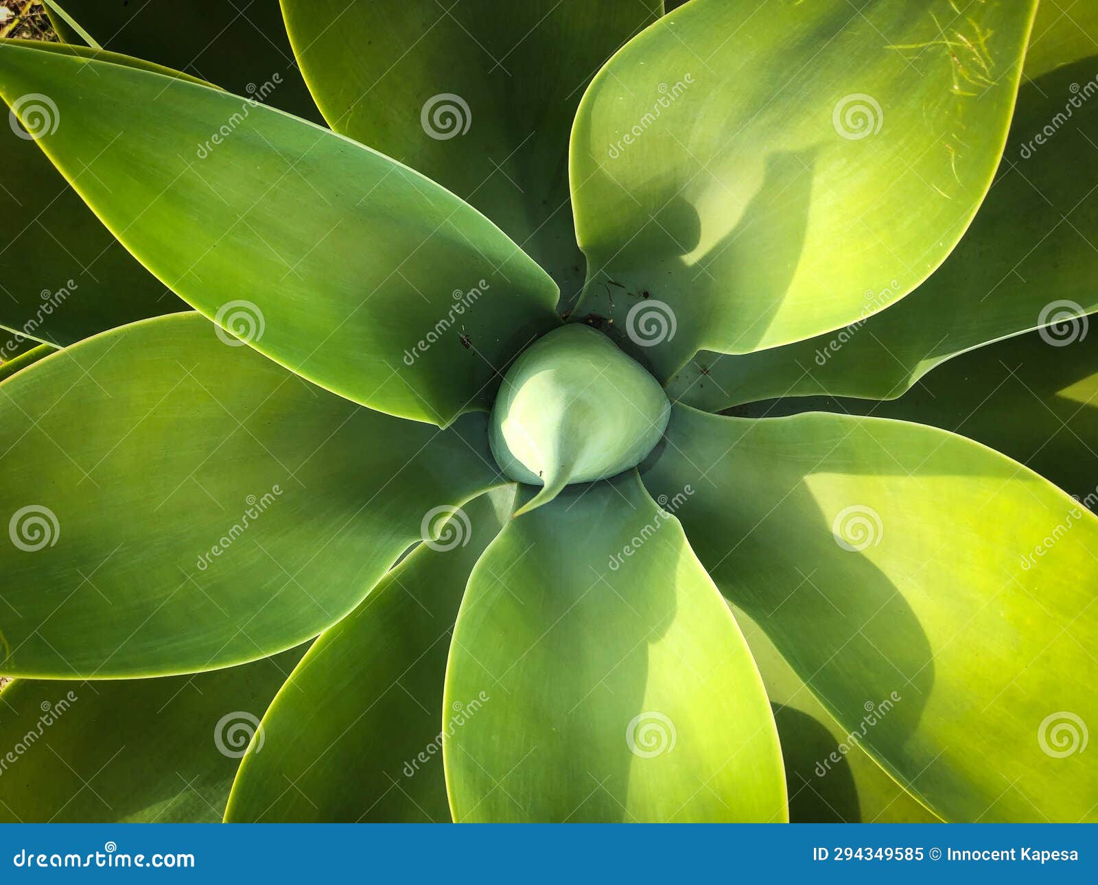 Swan Neck Deformity Hypermobility Royalty-Free Stock Photo ...