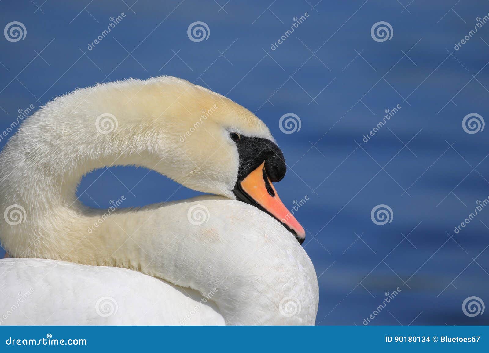 Swan neck stock photo. Image of nature, head, biodiversity - 90180134