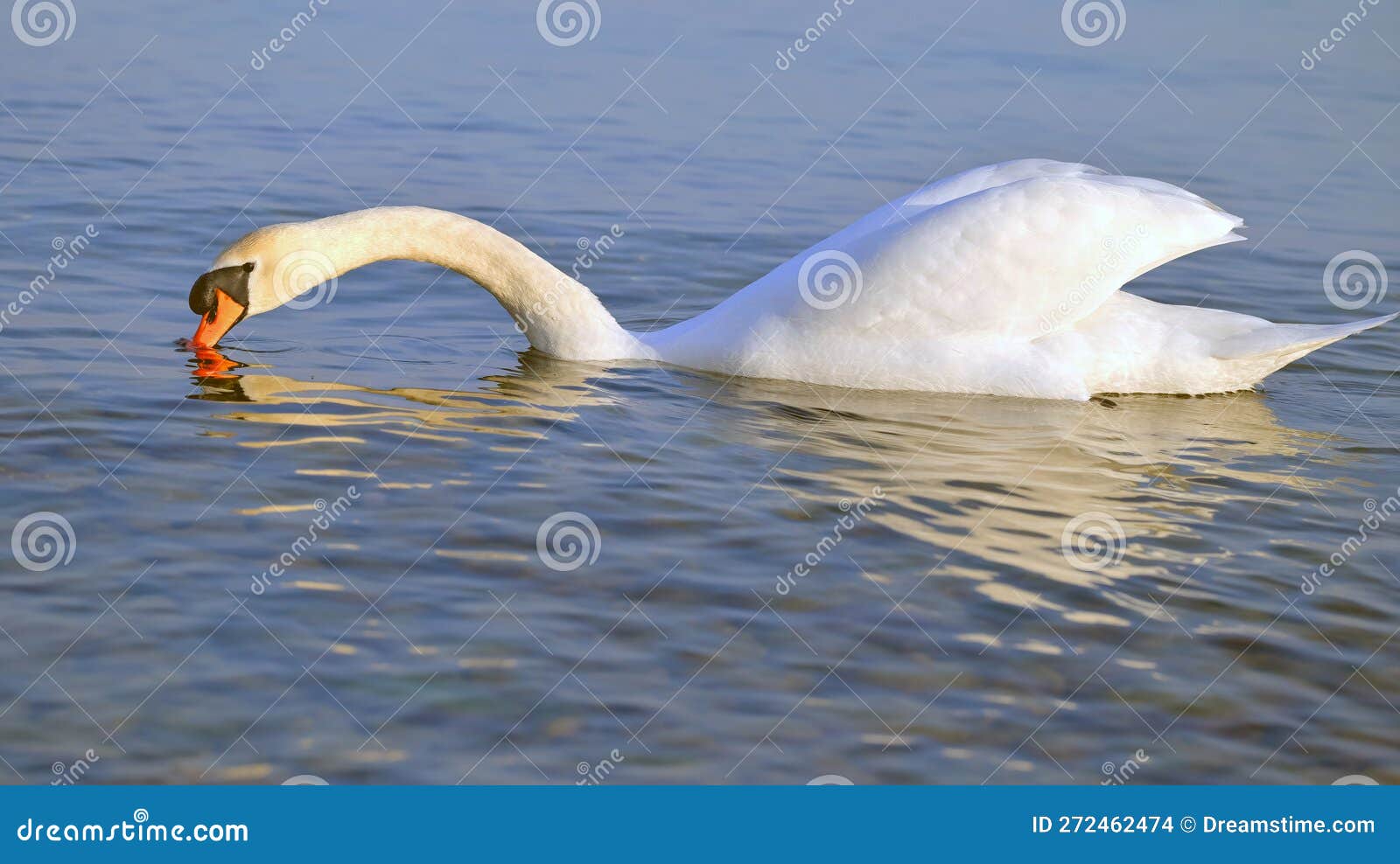 Swan with Neck Stretched Out Stock Photo - Image of stretched, wildlife ...