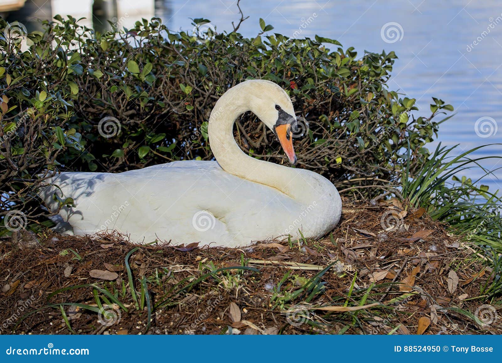 Swan on Nest stock photo. Image of breeding, birdwatching - 88524950