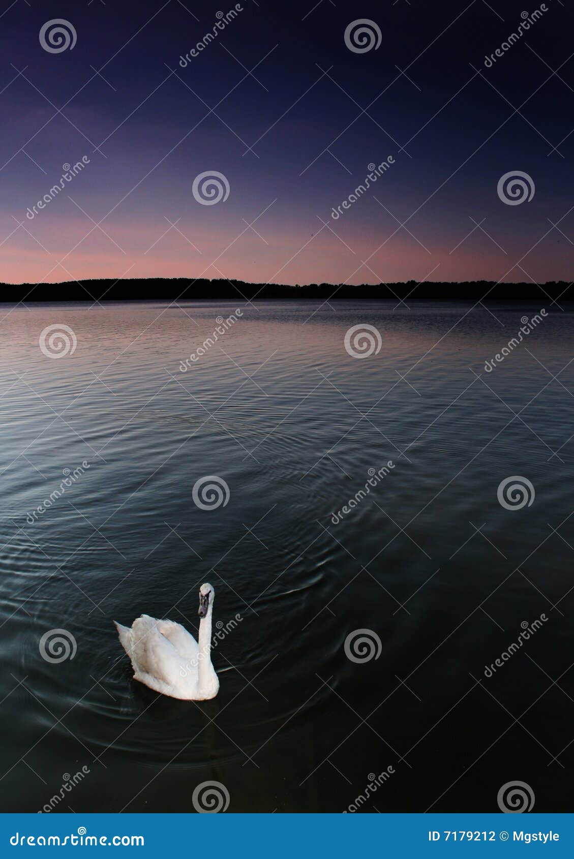 Swan at night stock photo. Image of soul, lake, sunset - 7179212