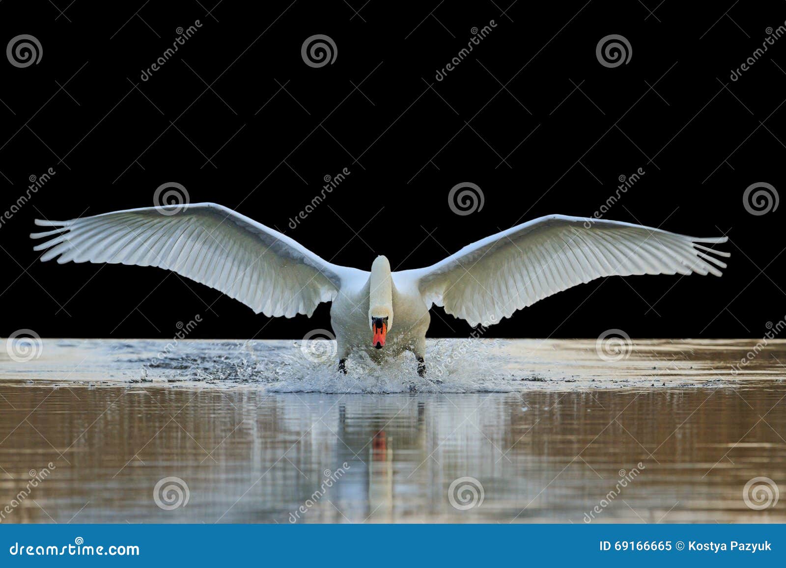 Swan with Open Wings Isolated on Black Background Stock Image - Image ...