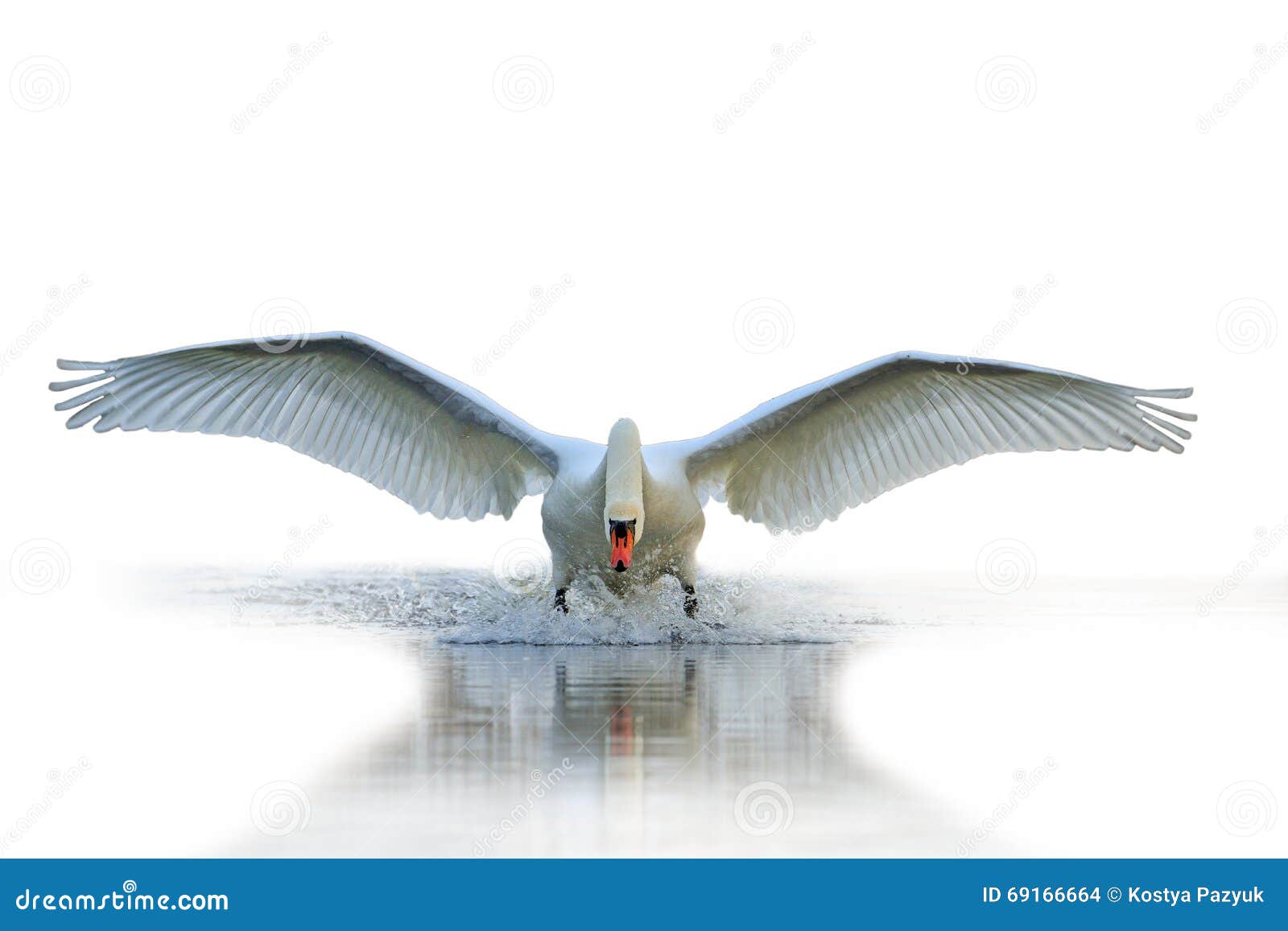 Swan with Open Wings Isolated on White Bllurred Background Stock Photo ...
