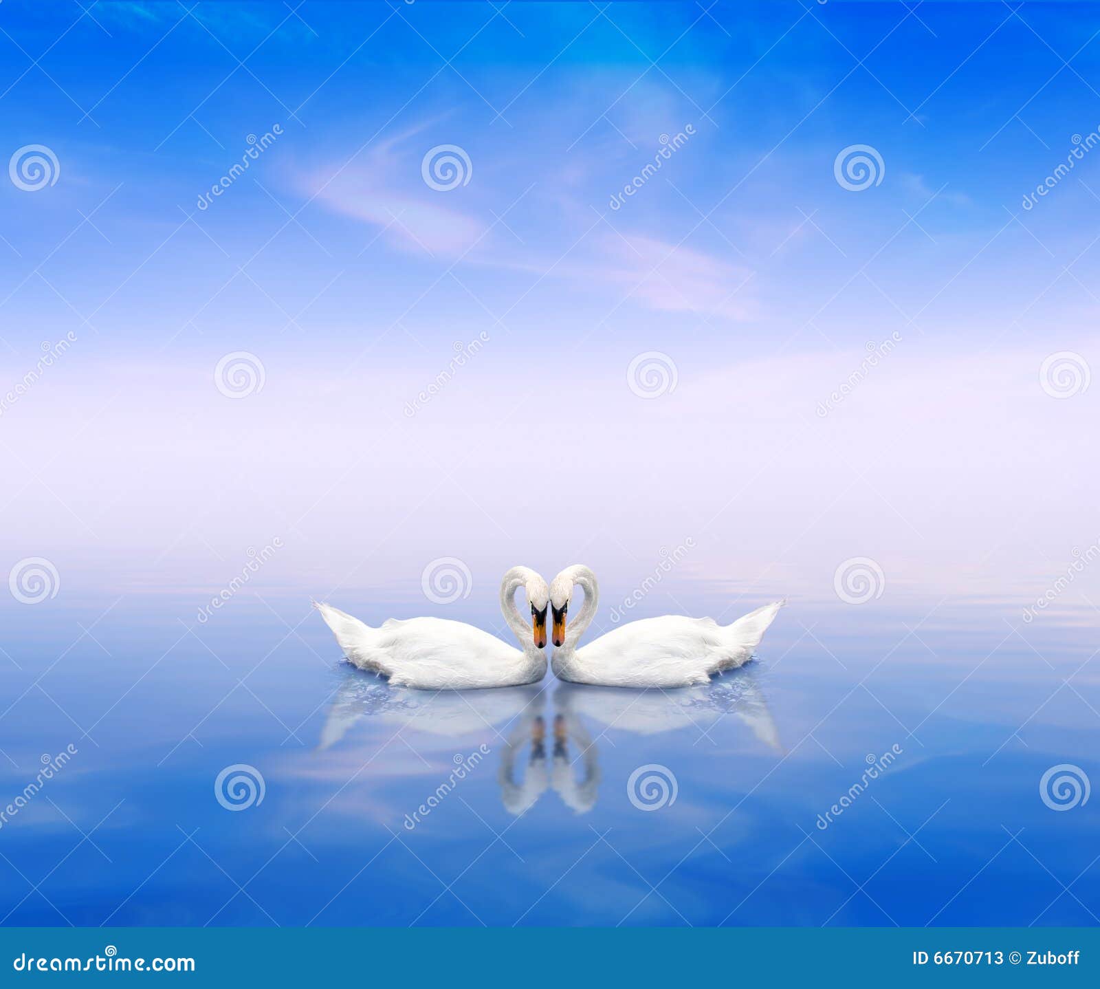 A Swan Pair on a Blue Background Stock Image - Image of love ...