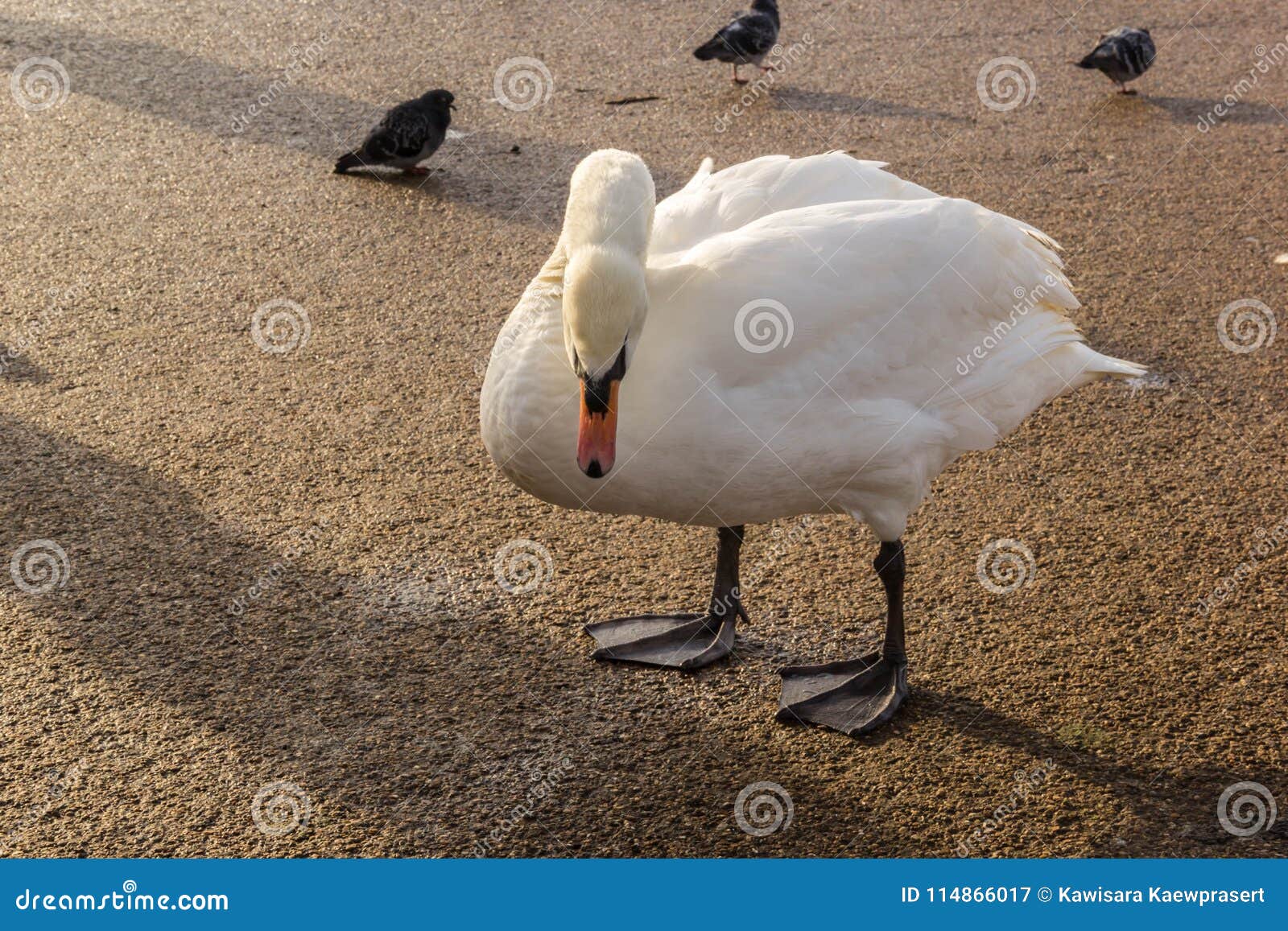 Swan in the park stock image. Image of lake, wildlife - 114866017