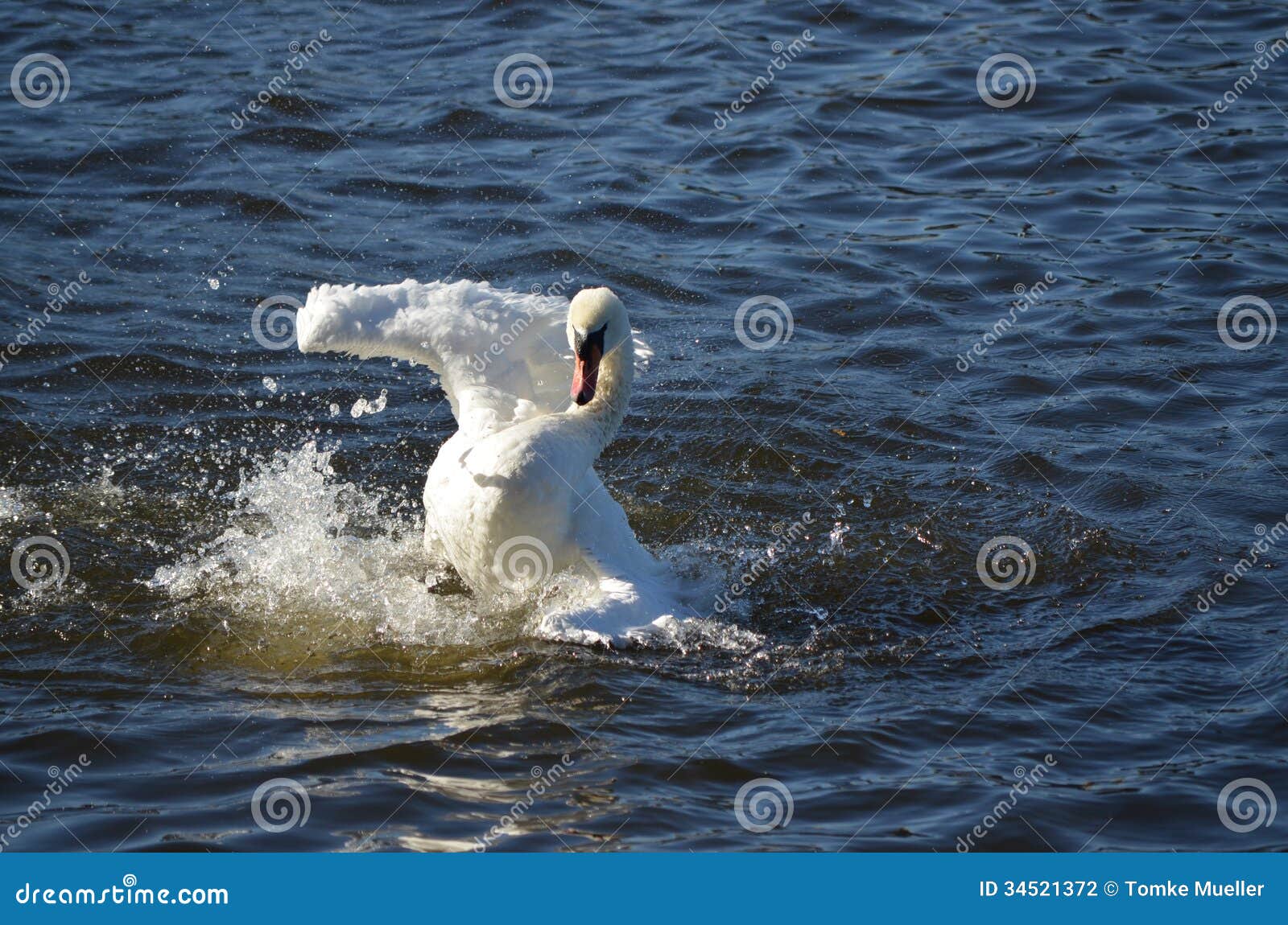 Swan Performance stock photo. Image of cygnus, swan, wing - 34521372