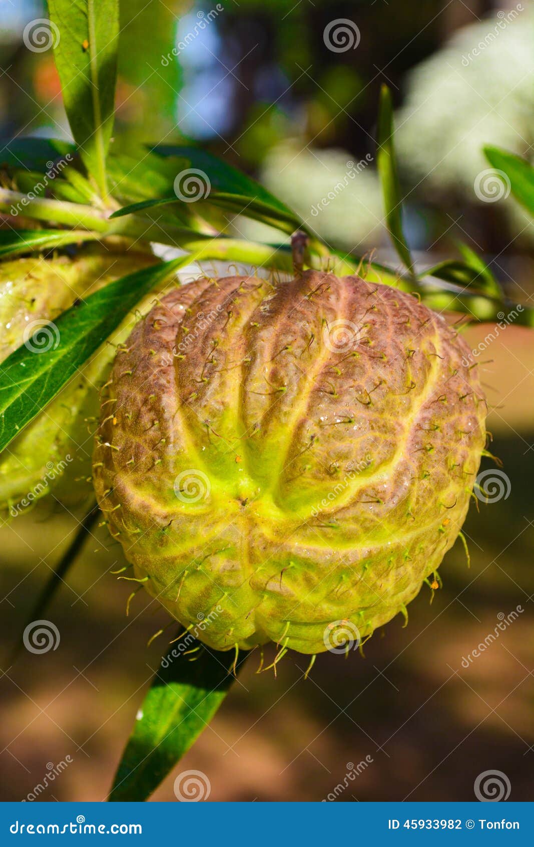 Swan Plant stock photo. Image of bush, fruticosus, gomphocarpus - 45933982