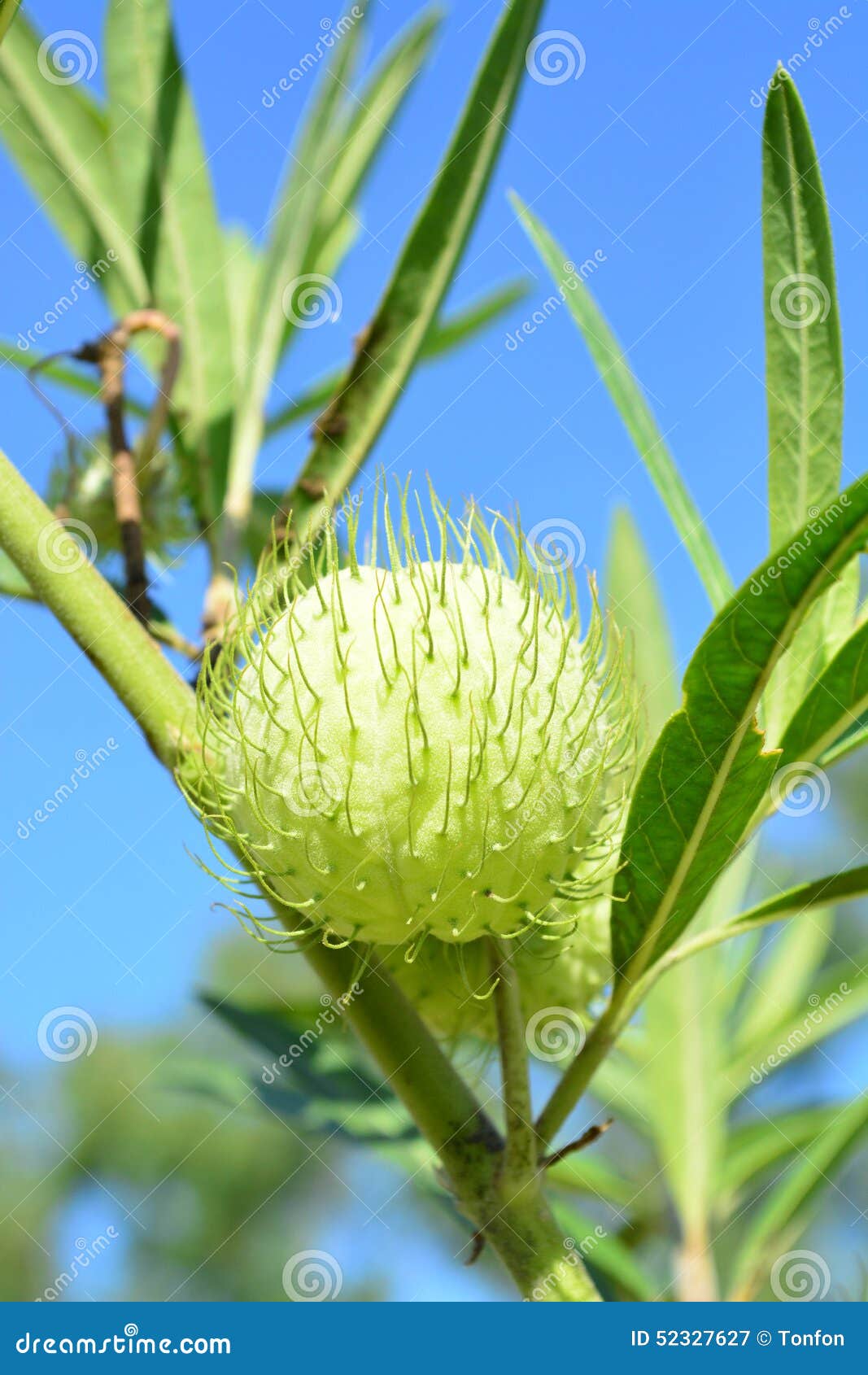Swan plant stock image. Image of nature, cotton, gomphocarpus - 52327627