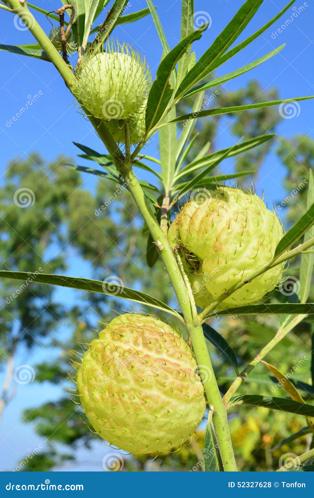 Swan plant stock photo. Image of swan, cotton, green - 52327628