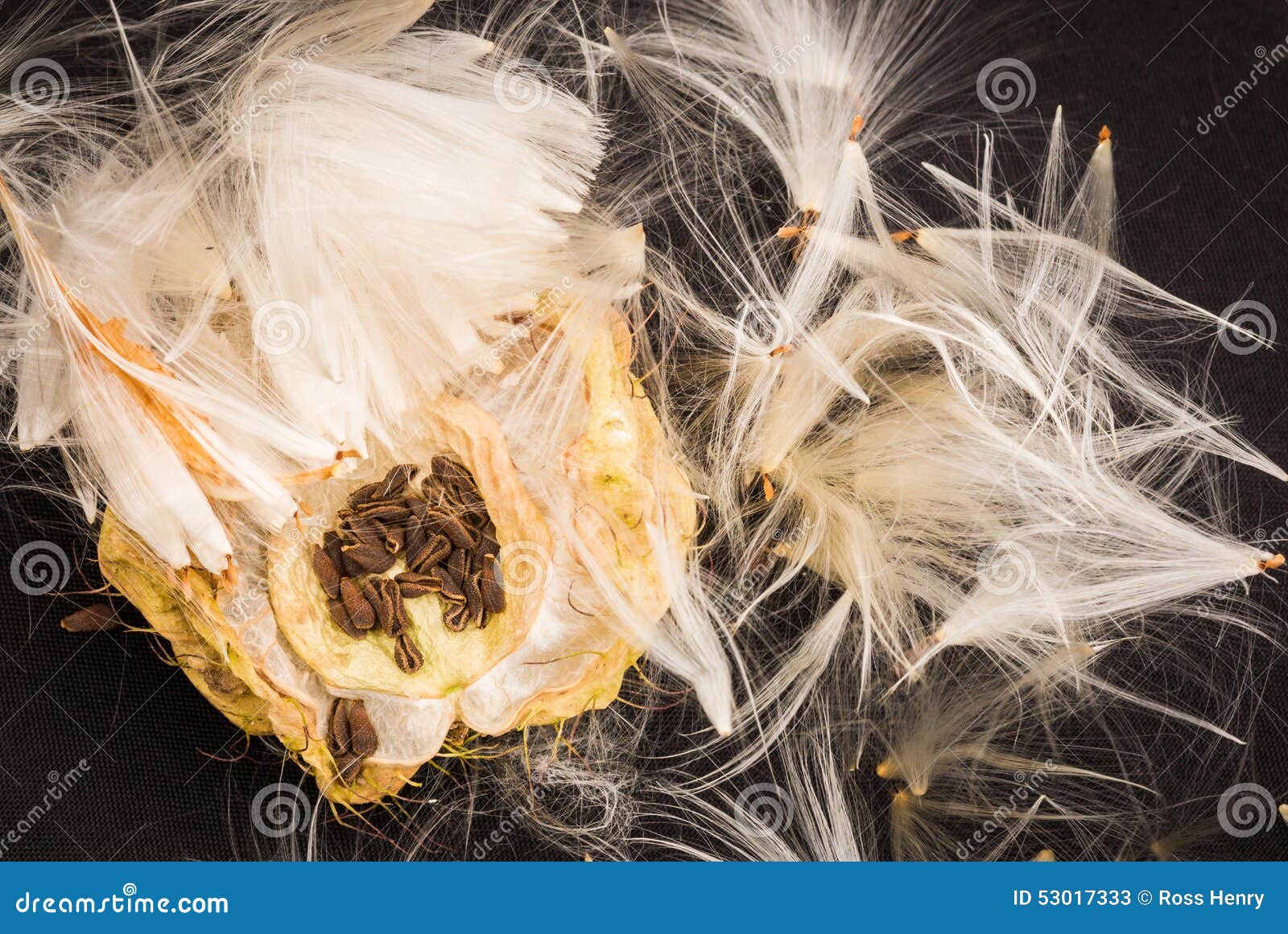 Swan Plant Seeds stock image. Image of plant, balloon - 53017333
