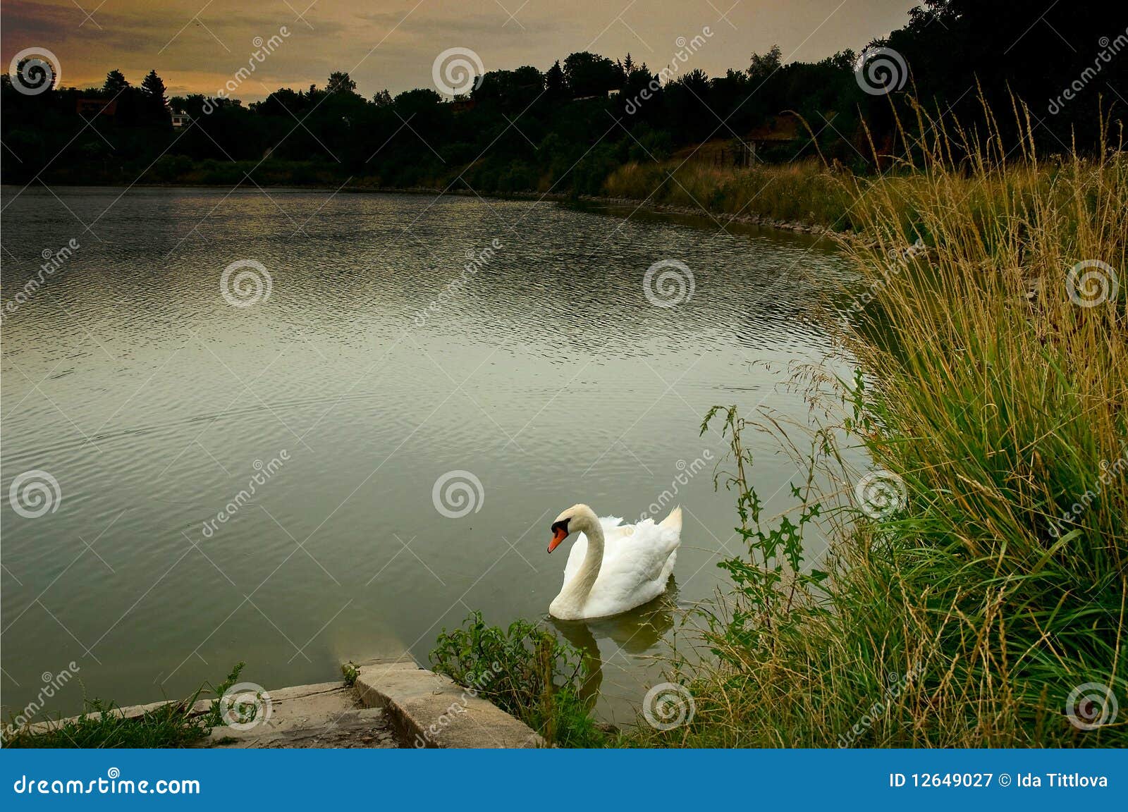 Swan on pond stock image. Image of trees, bird, swim - 12649027