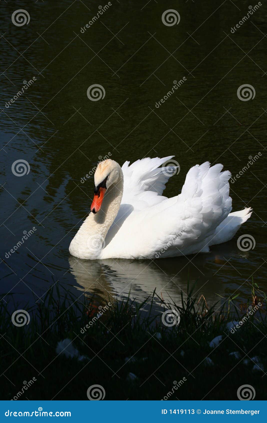 Swan on Pond stock image. Image of eyes, swan, bird, nature - 1419113